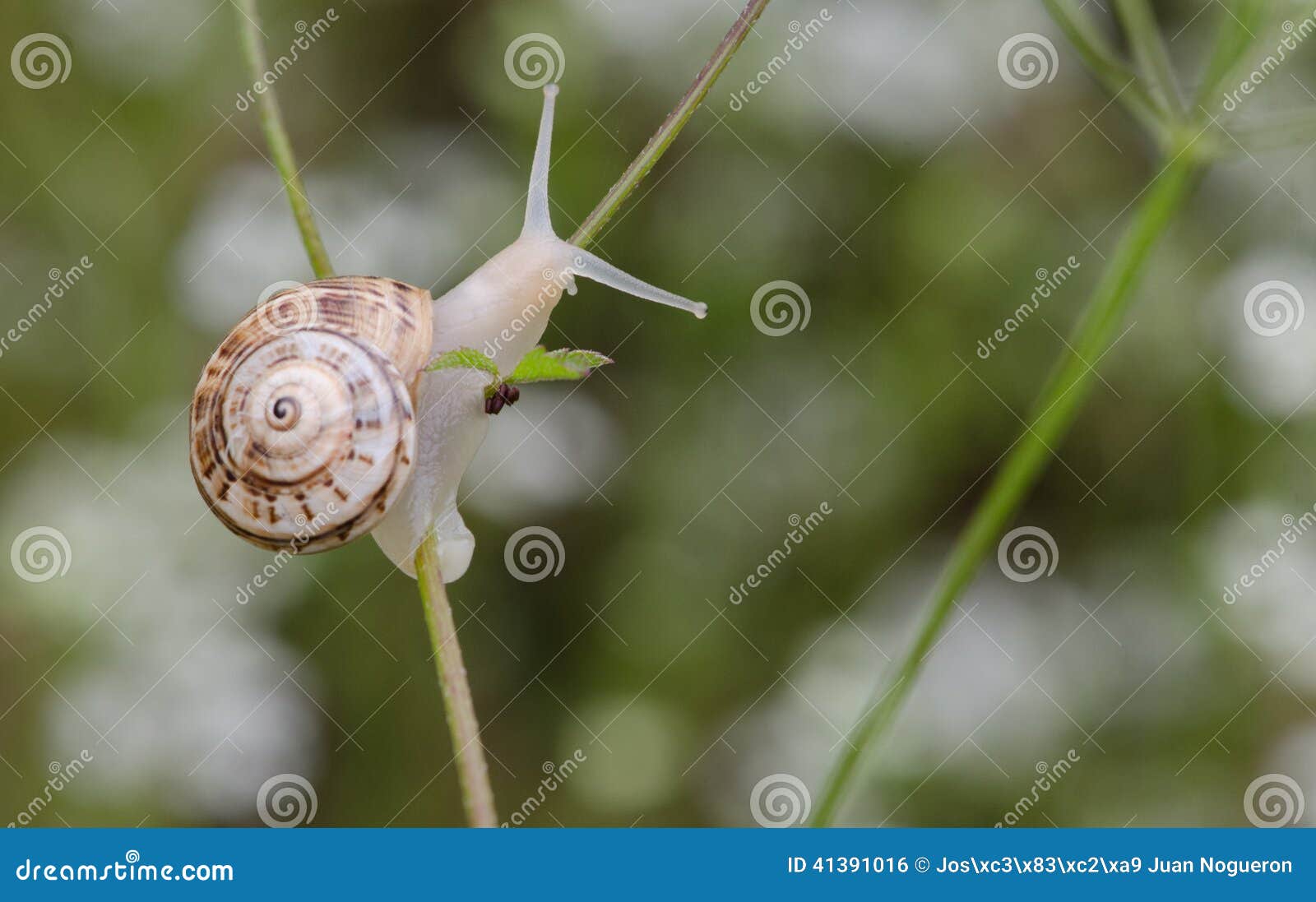 Snail Over the Branch Green Stock Photo - Image of escargot, gastropod ...