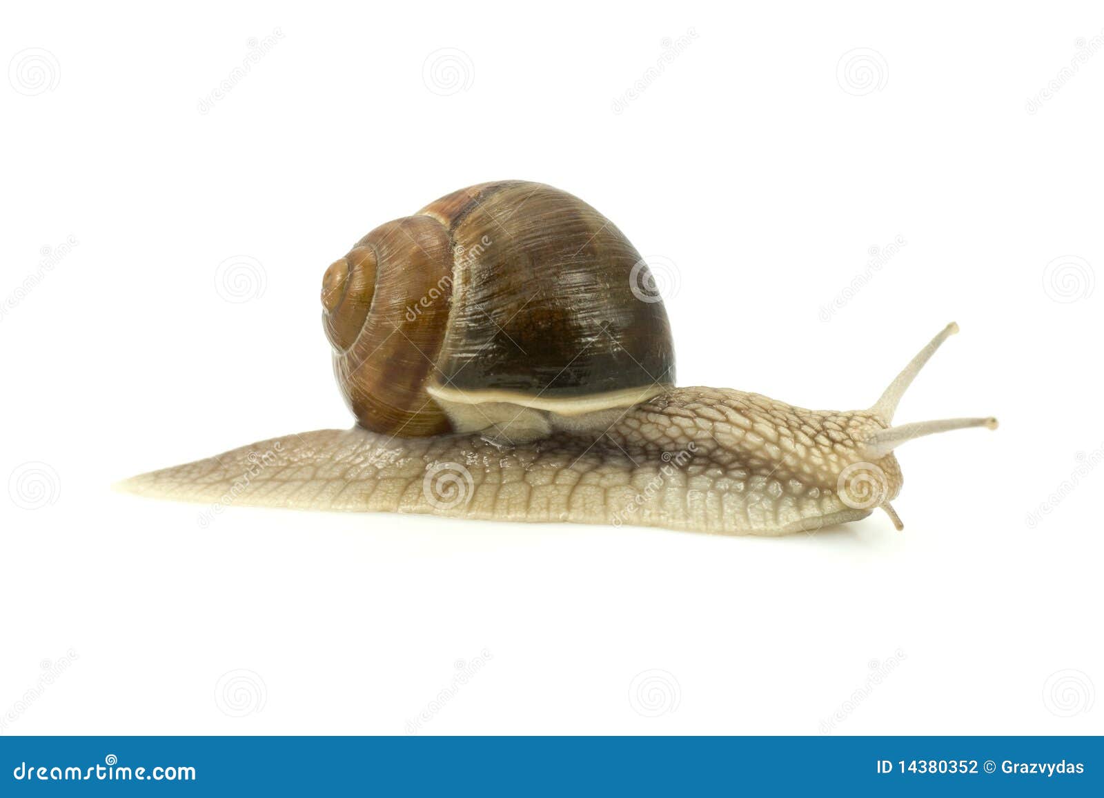 Snail Over White Background Stock Photo - Image of mollusk, isolated ...