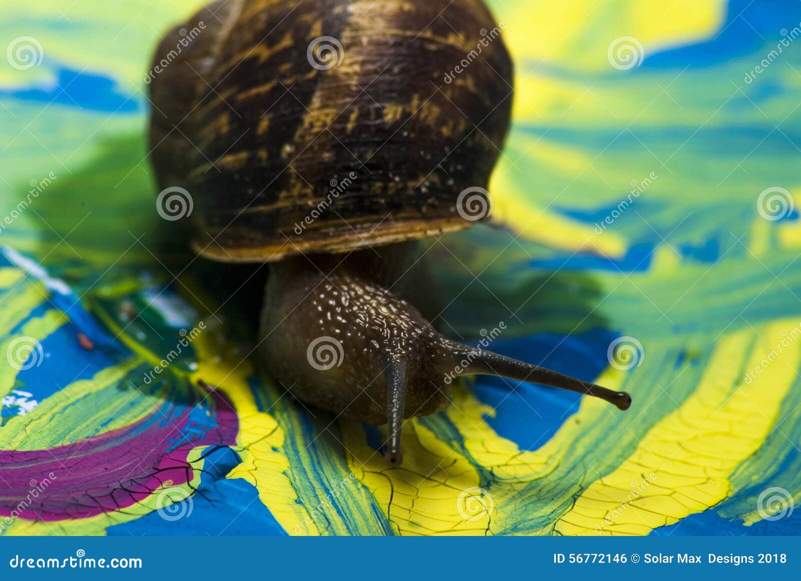 Snail on paint stock photo. Image of blue, snail, paint - 56772146