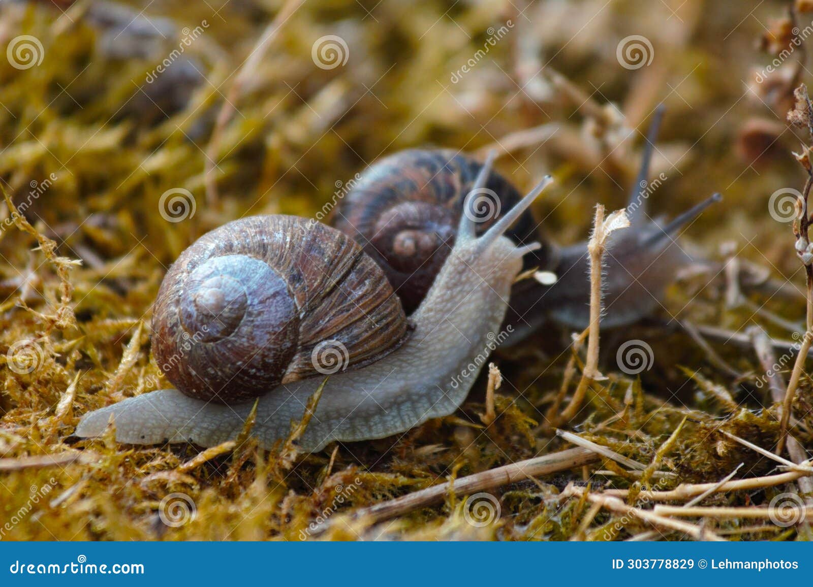 Snail Pair Together on Forest Moss Stock Image - Image of pale, colors ...