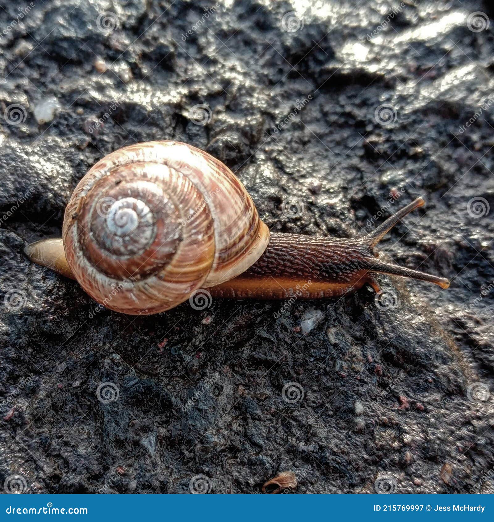 Snail on path stock image. Image of path, snail, soil - 215769997