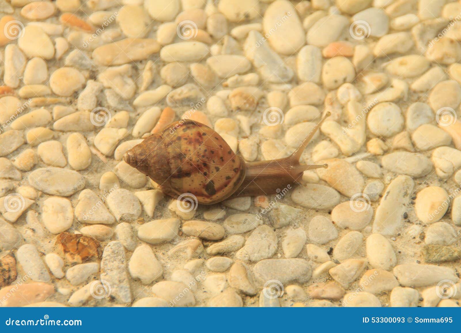 Snail on the path stock image. Image of garden, bali - 53300093