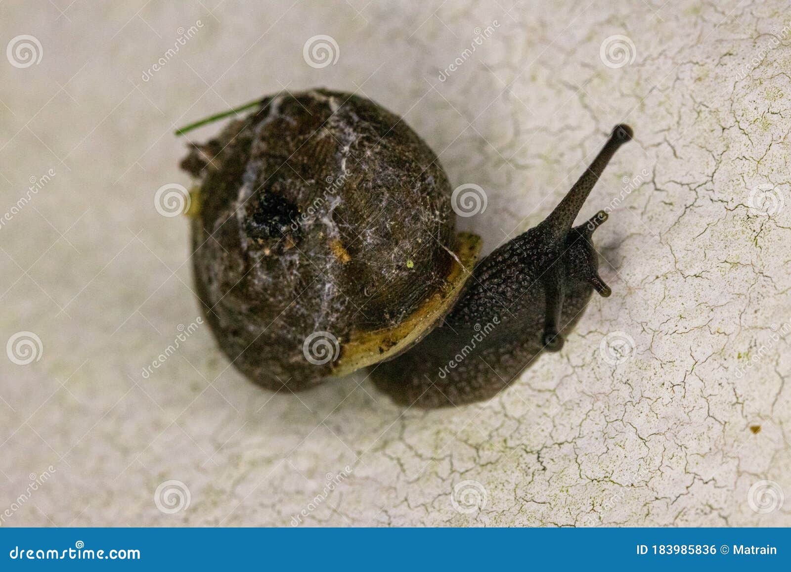 Snail with patterned shell stock photo. Image of snail - 183985836