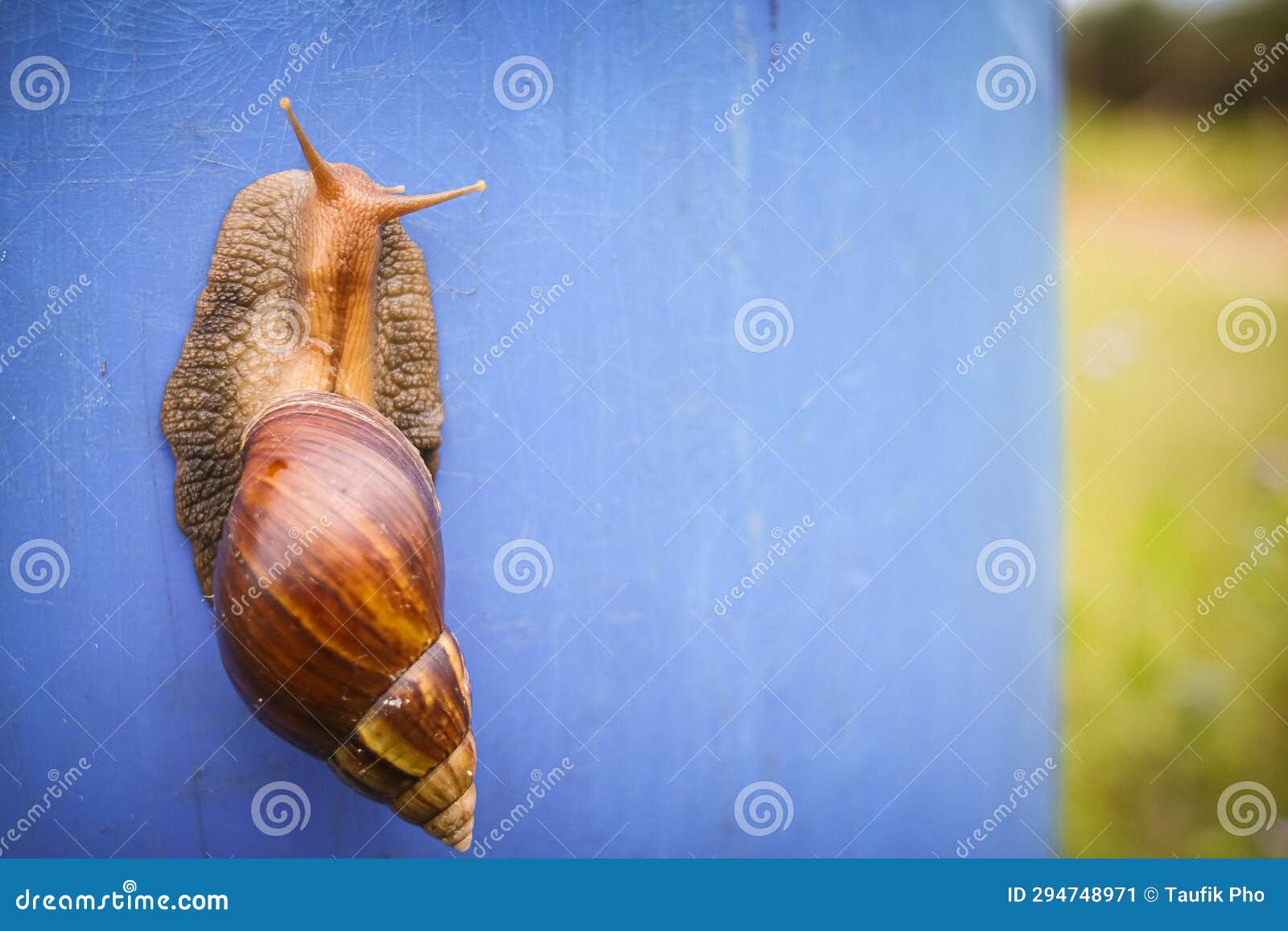 Snail on the Wall stock image. Image of speed, mollusk - 294748971