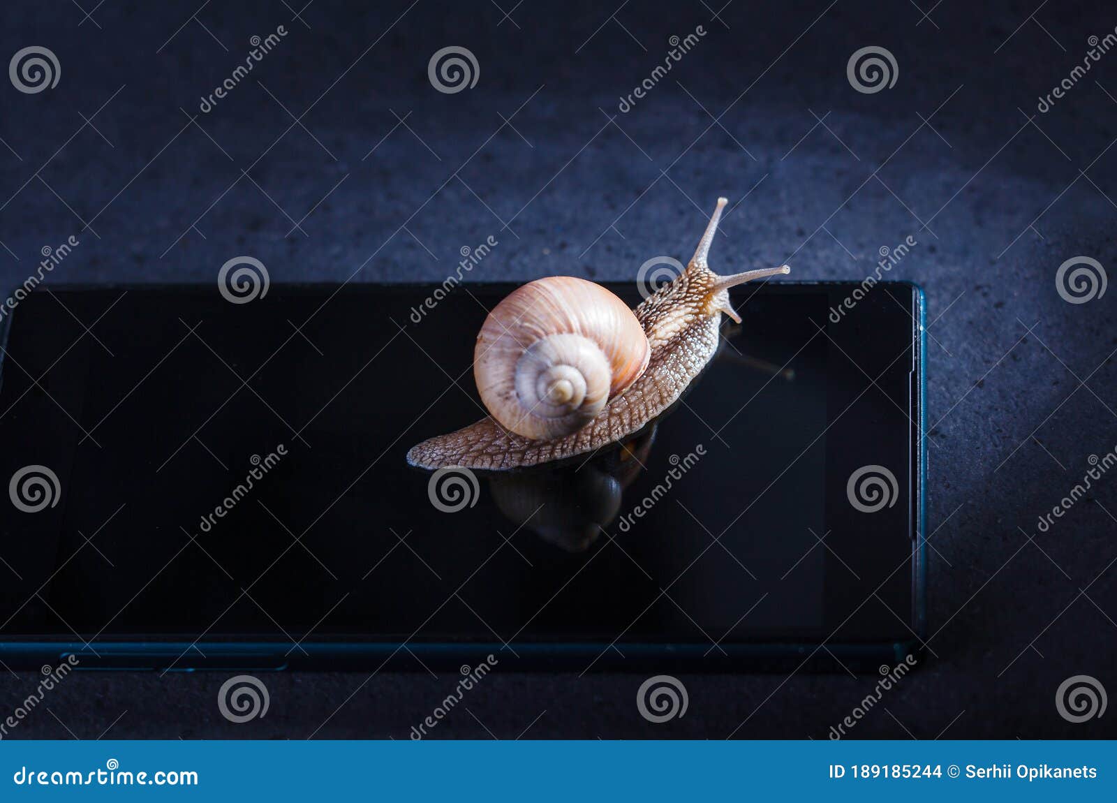 Snail on the Phone on a Dark Background. Slow Phone Stock Photo - Image ...