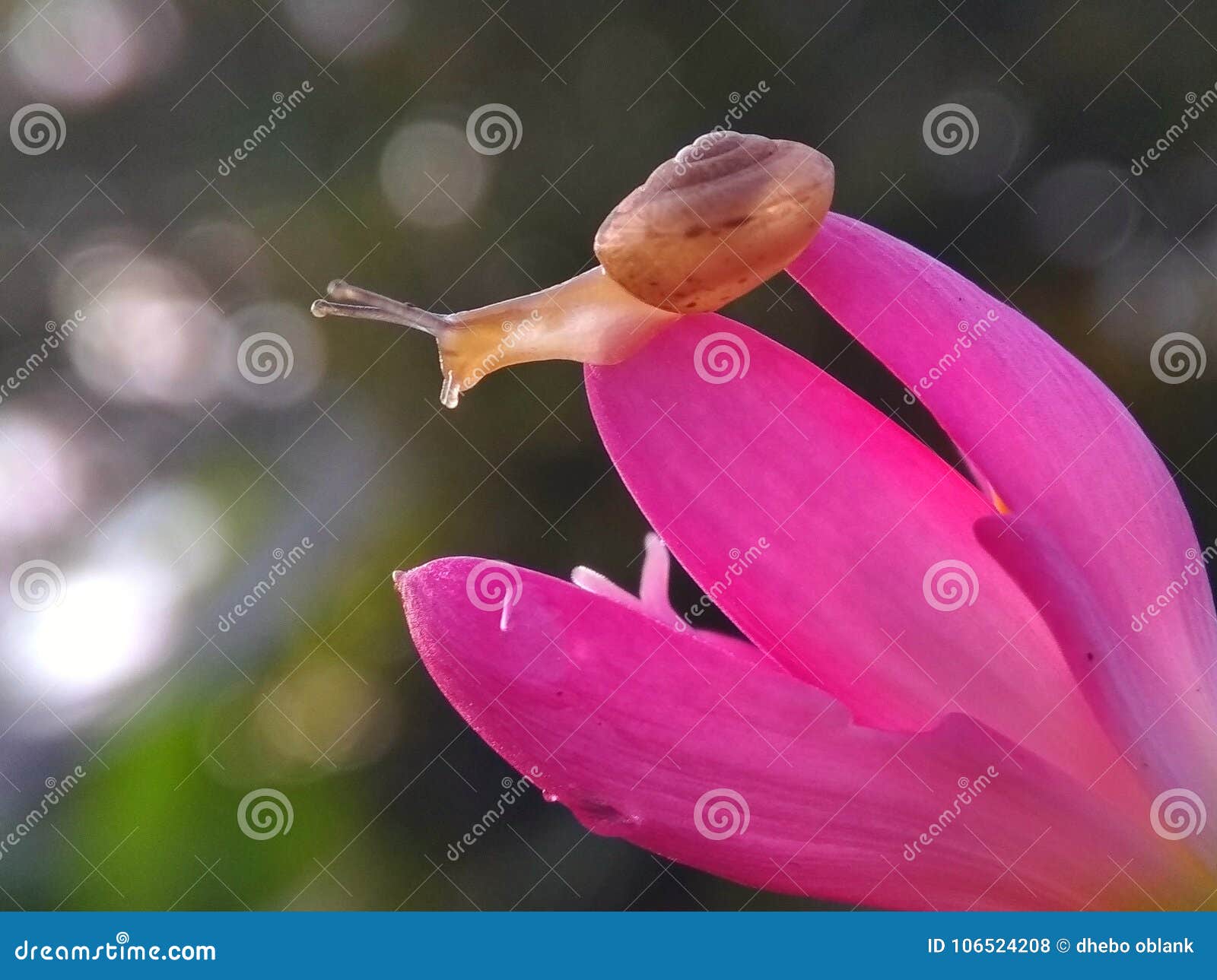Snail flower bokeh stock photo. Image of snails, pink - 106524208