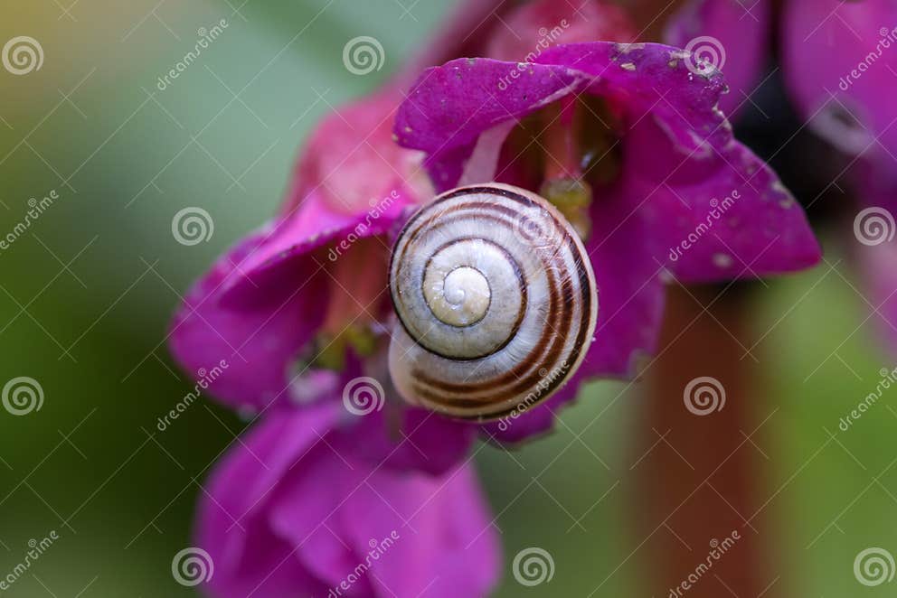 Snail on pink flower stock image. Image of green, shell - 94075581