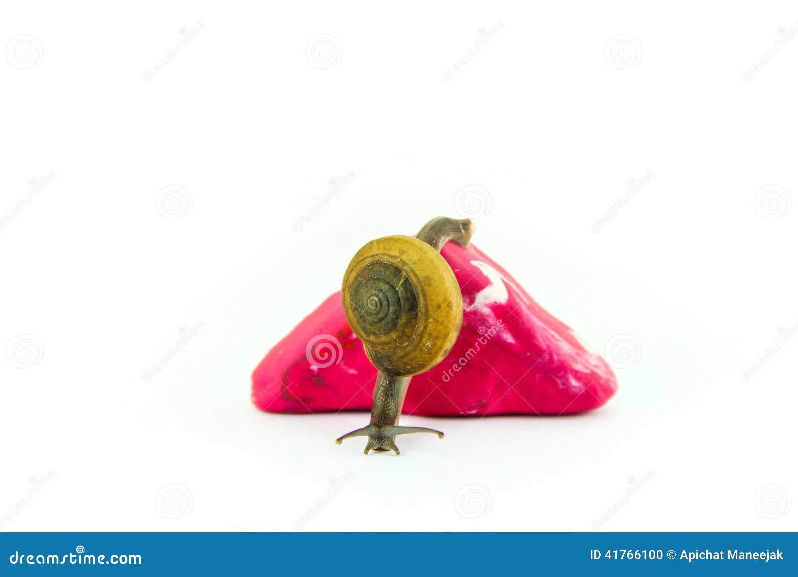 Snail and pink triangle stock photo. Image of animal - 41766100