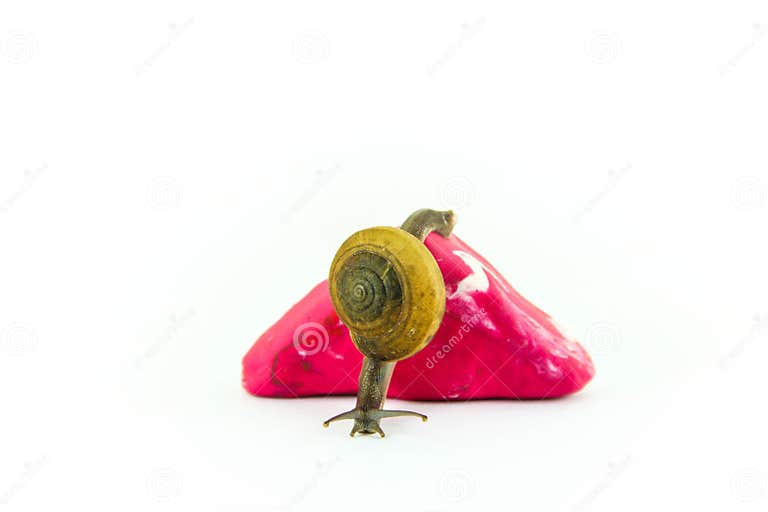 Snail and pink triangle stock photo. Image of animal - 41766100