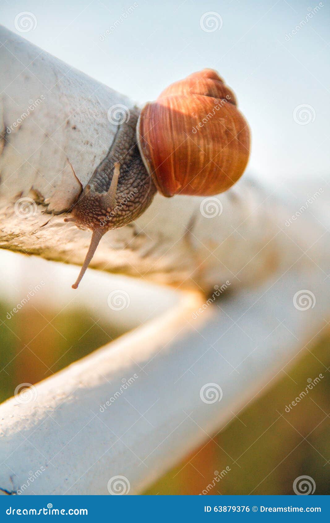 Snail on a Pipe stock photo. Image of gastropod, gastropoda - 63879376