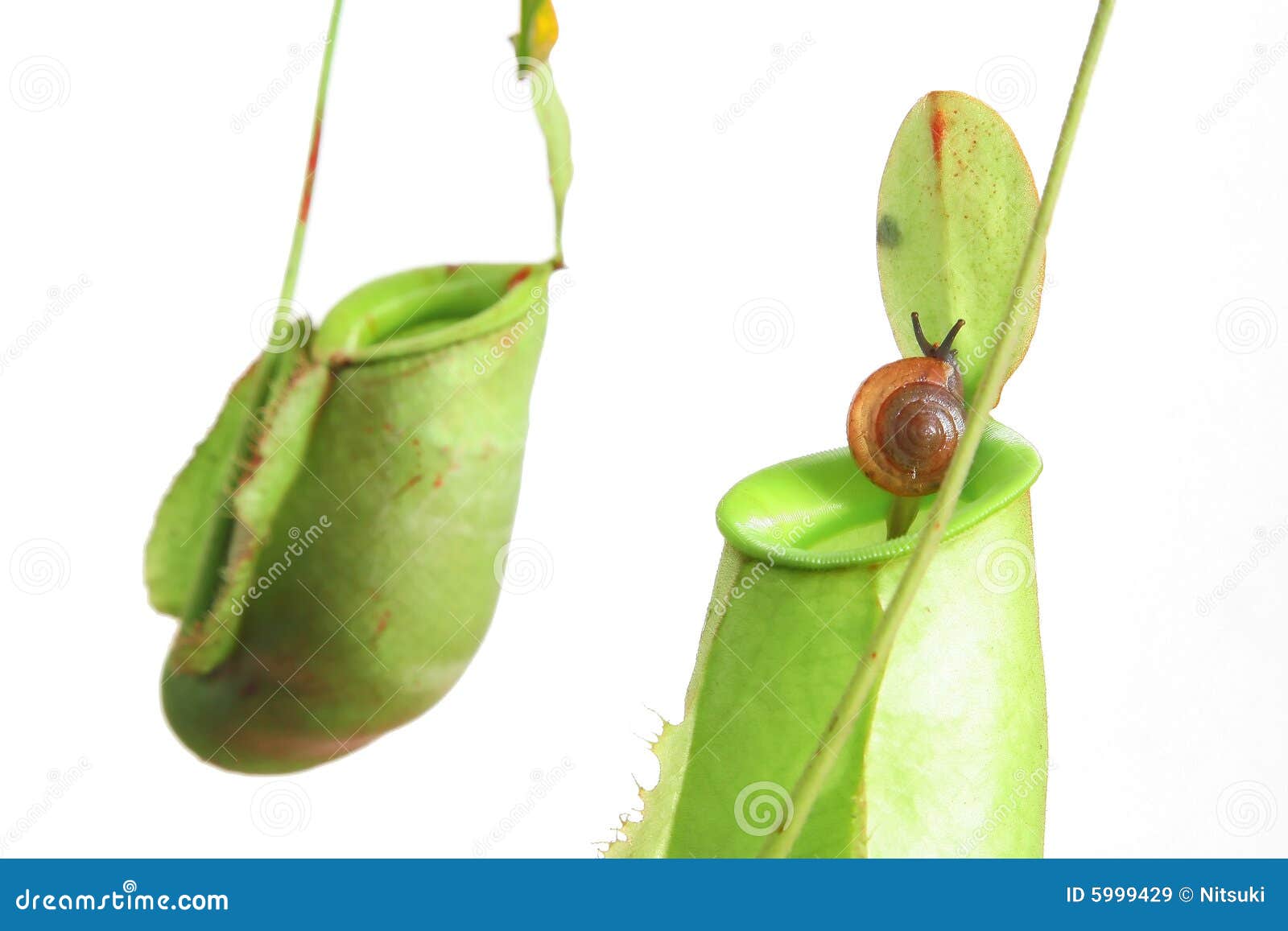 Snail on pitcher plant stock image. Image of danger, flower - 5999429