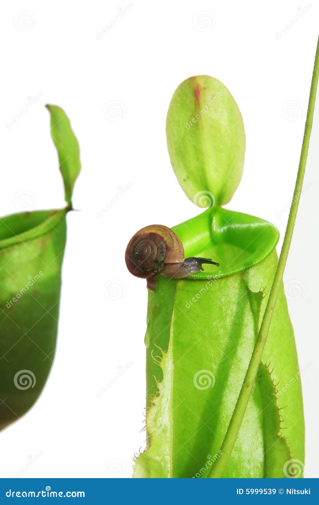 Snail on pitcher plant stock image. Image of fall, flowers - 5999539
