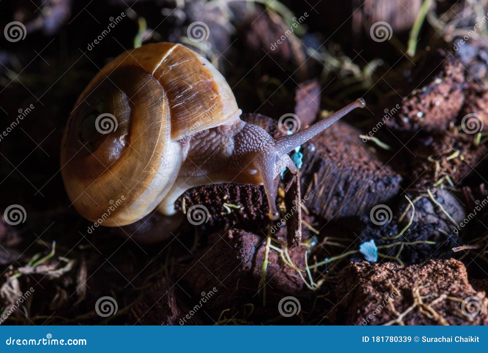 The Snail Shrinks into the Shell on the Pot Stock Image - Image of ...