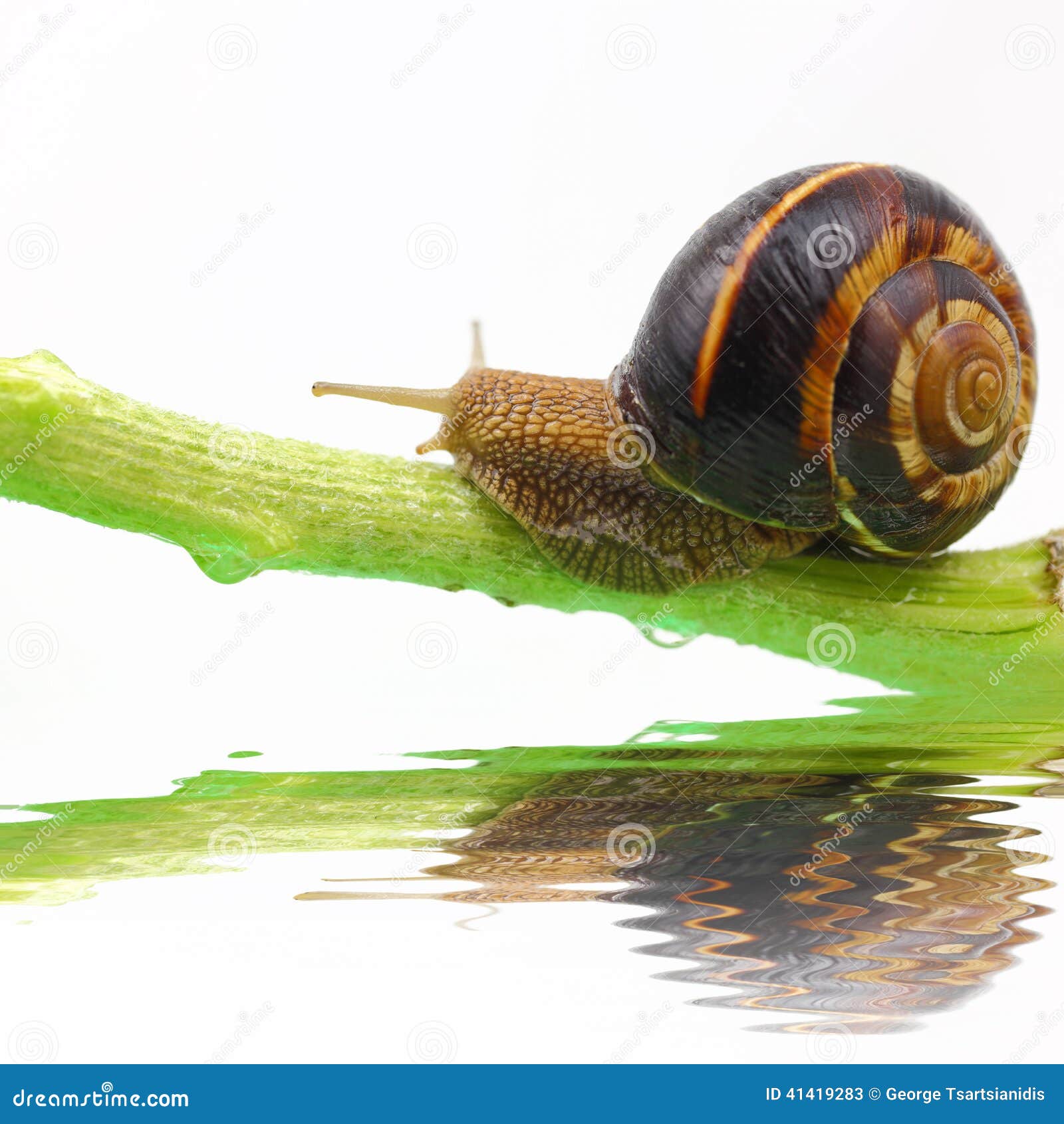 Snail on plant stem stock image. Image of seasonal, nutrition - 41419283
