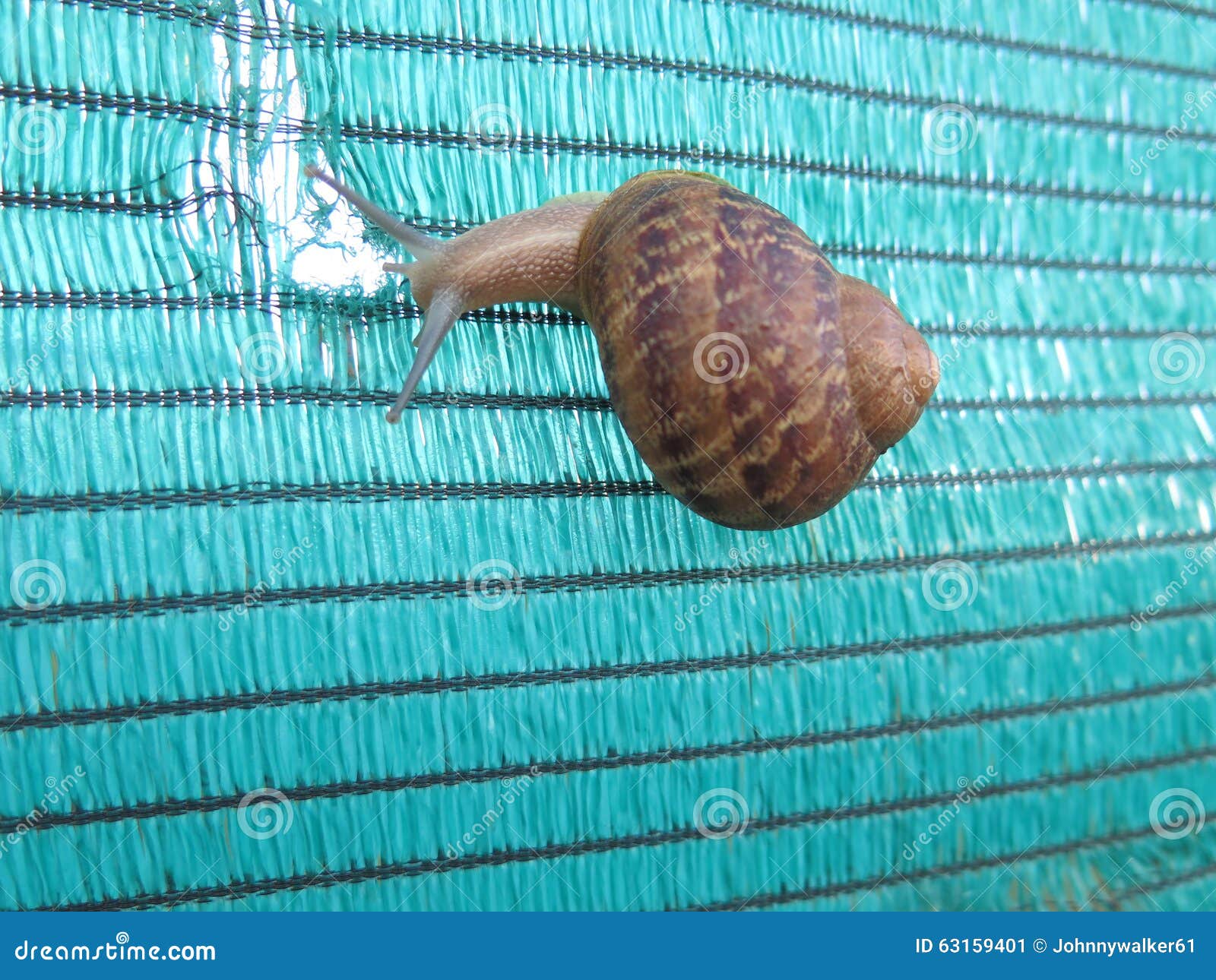 Snail on plastic fencing stock image. Image of close - 63159401