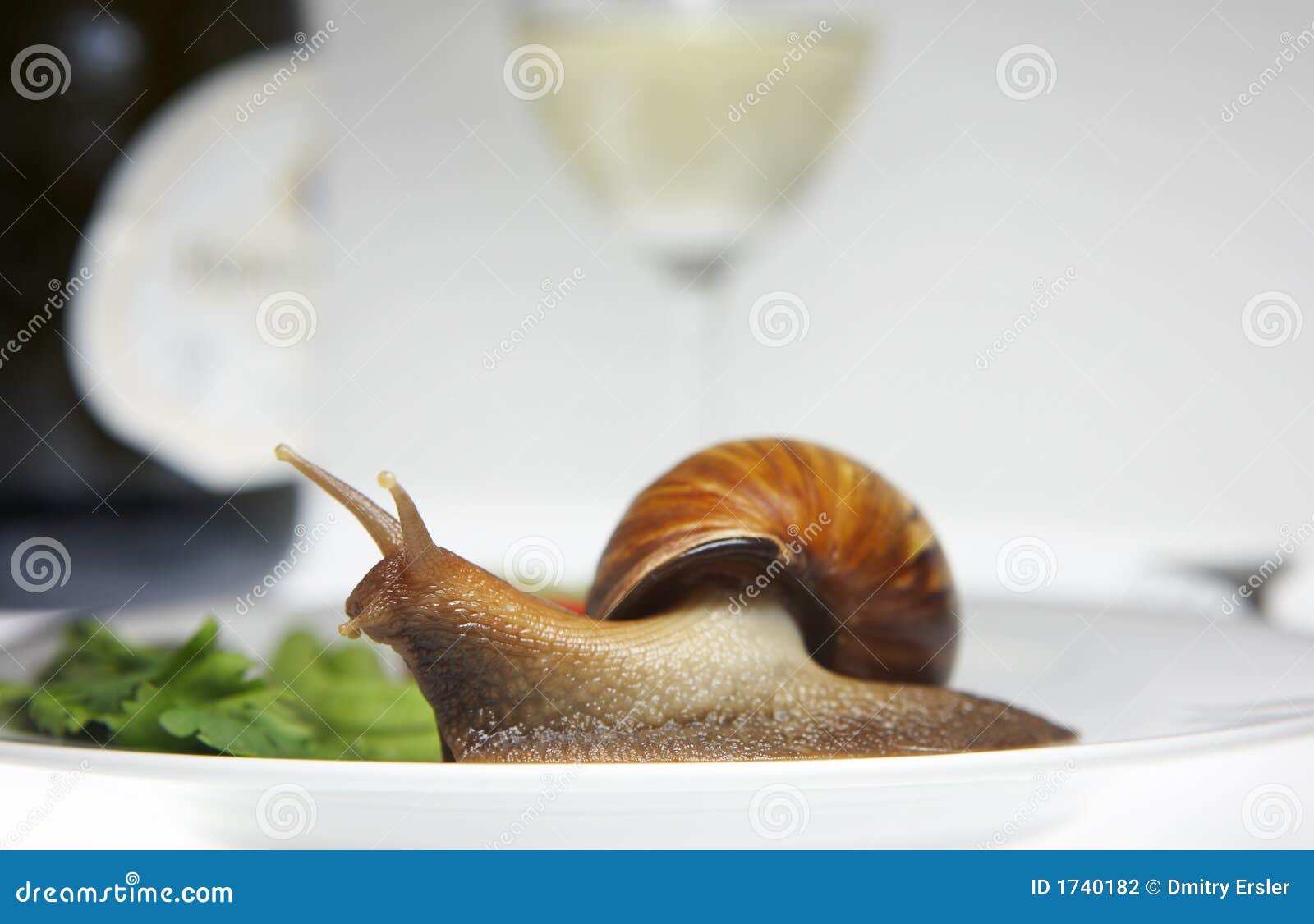 Snail on the plate stock photo. Image of crawling, house - 1740182