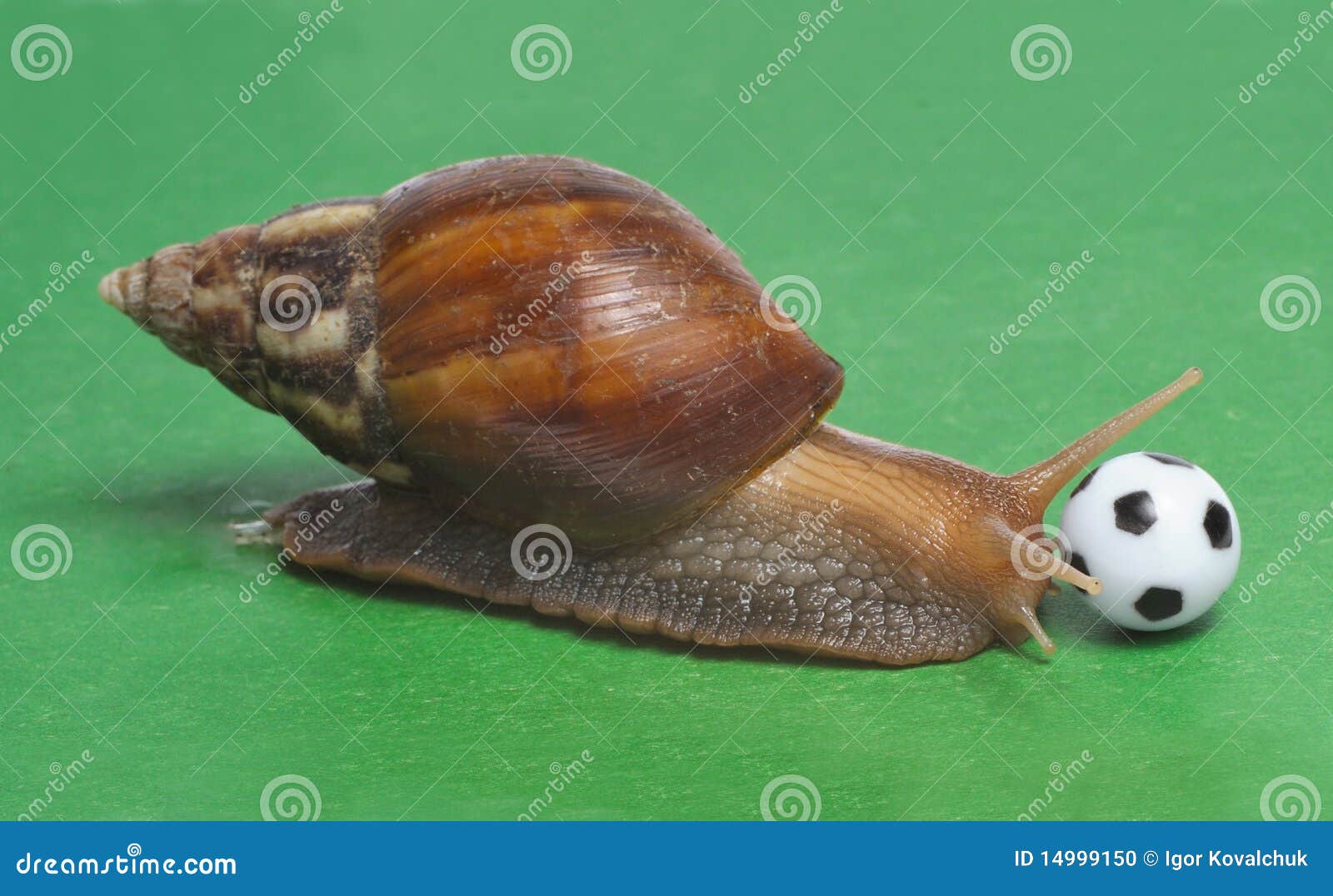 Snail playing soccer stock photo. Image of cute, football - 14999150