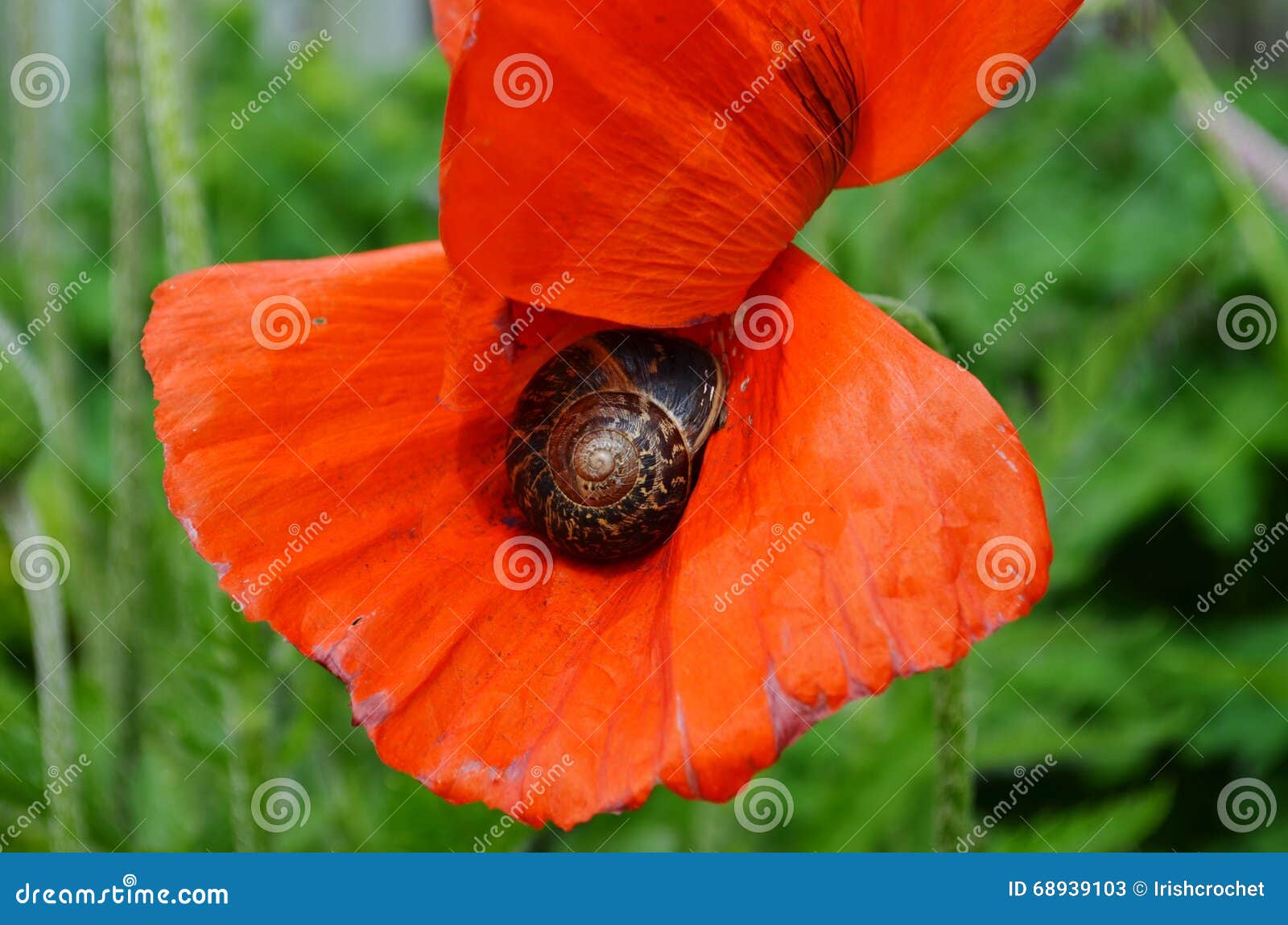 Irish Snail Photos - Free & Royalty-Free Stock Photos from Dreamstime