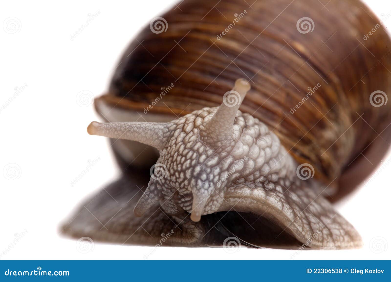 Snail portrait closeup stock photo. Image of close, helix - 22306538