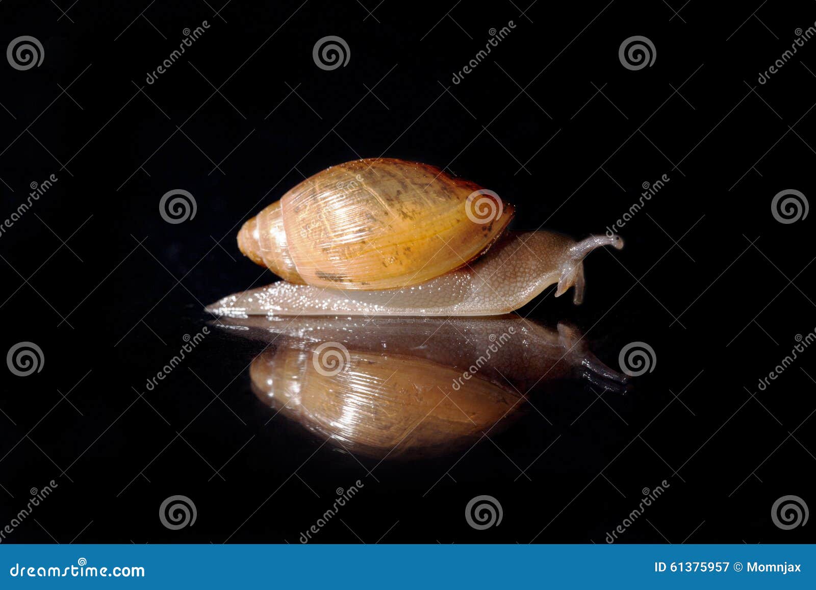 Snail Portrait stock image. Image of interesting, nature - 61375957