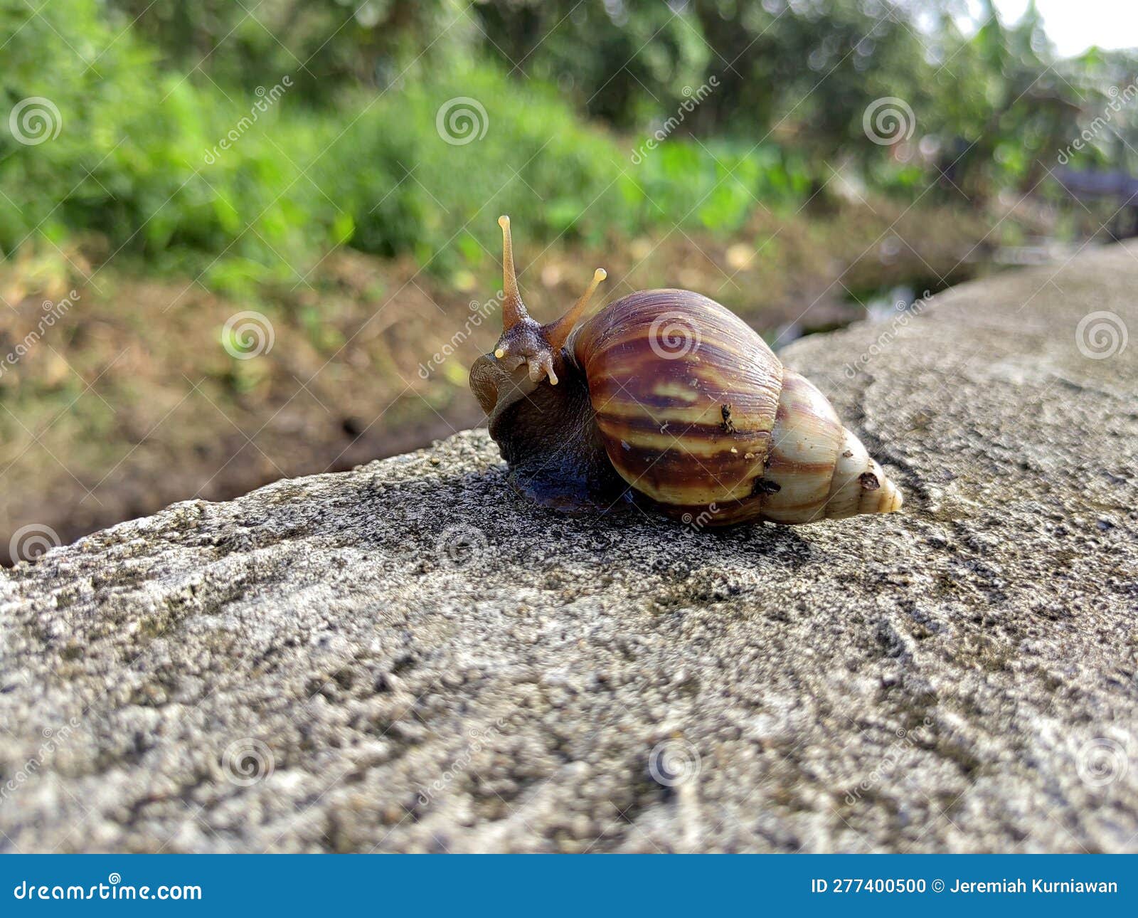 A Snail Posed Sweetly and Looked at the Camera. Stock Photo - Image of ...