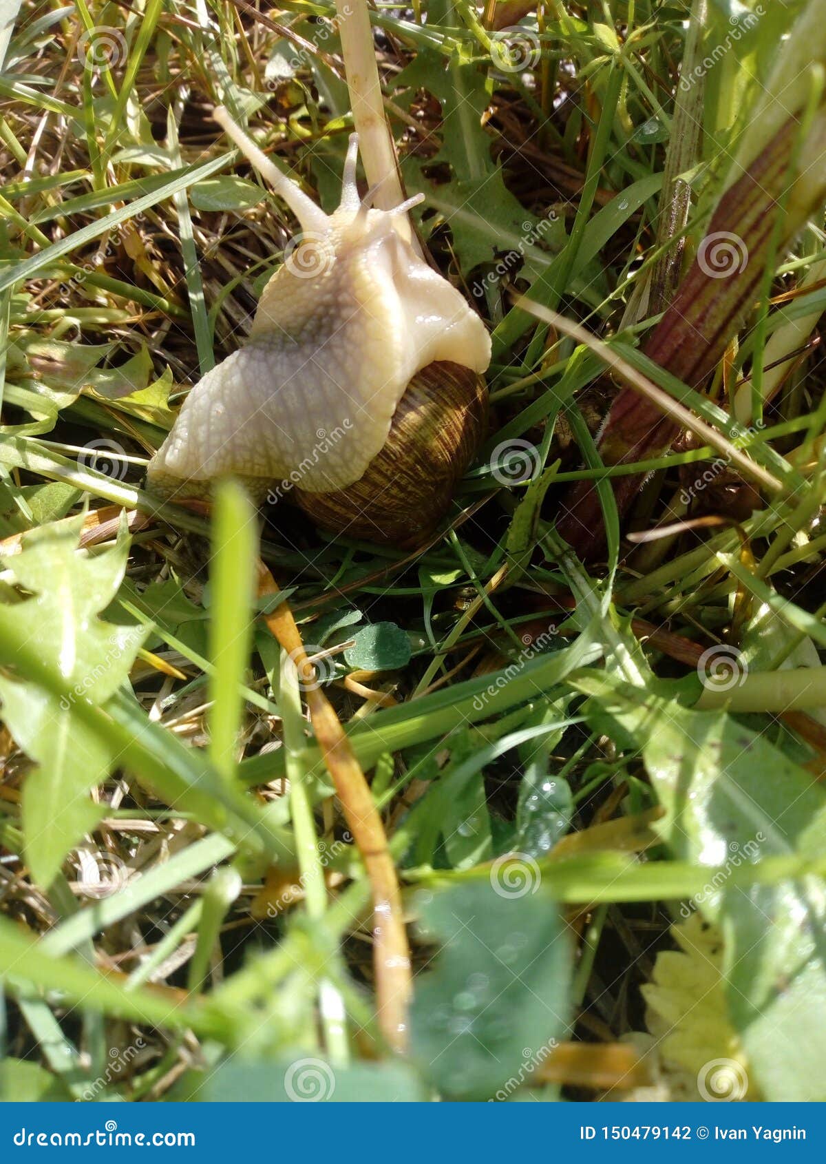 Snail stock photo. Image of power, snail, force, animal - 150479142