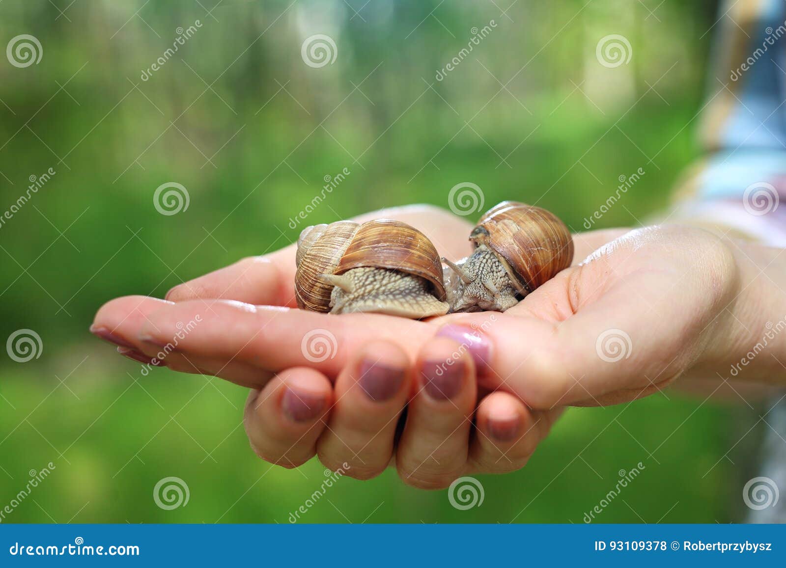 Snail prints. stock photo. Image of mollusk, crawl, mollusc - 93109378