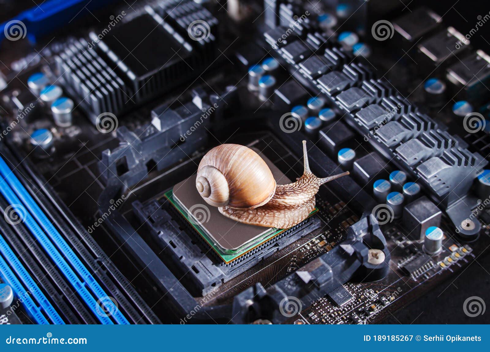 A Snail On The Processor In The Motherboard. Old Computer. Slow ...