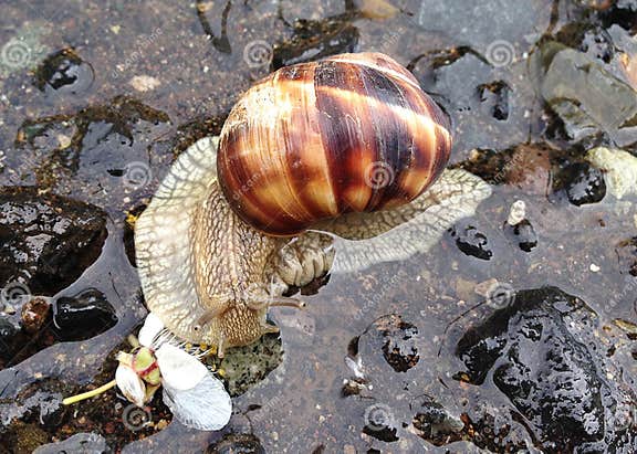 Snail in a Puddle on the Rocks Stock Photo - Image of invertebrate ...