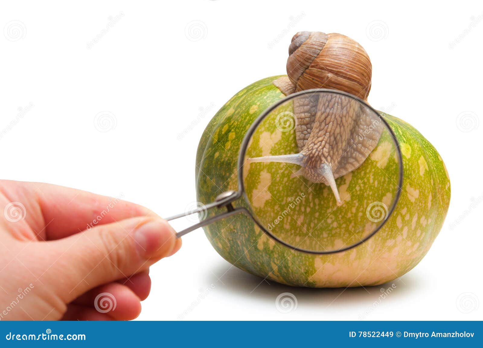 Snail on Pumpkin. View through Loupe Stock Image - Image of mucus ...