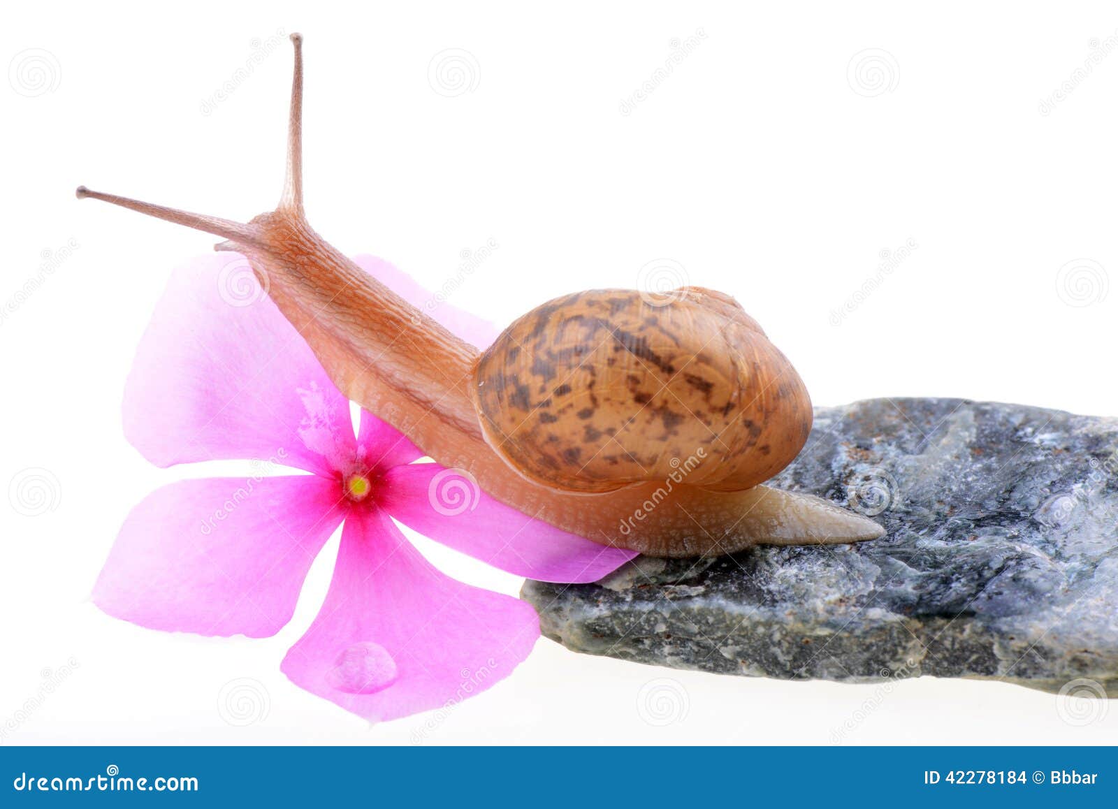 Snail with a purple flower stock photo. Image of animal - 42278184