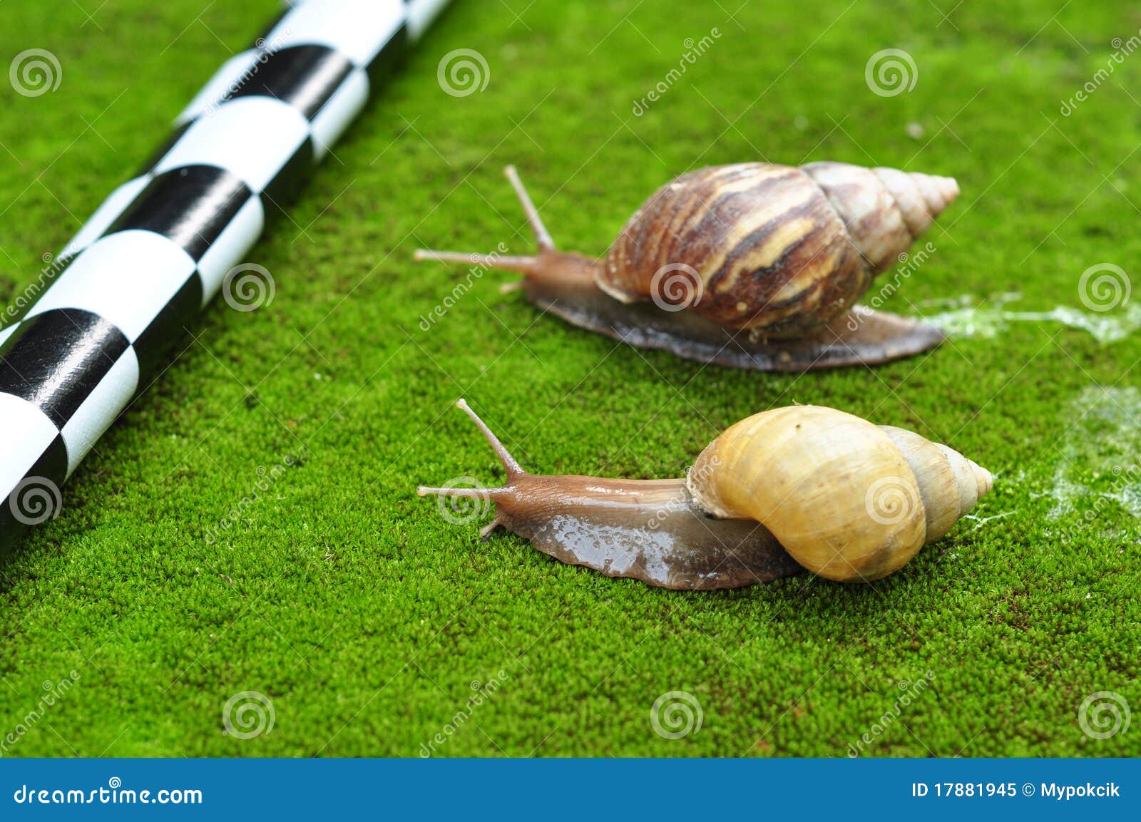 Snail race stock image. Image of action, pursue, race - 17881945