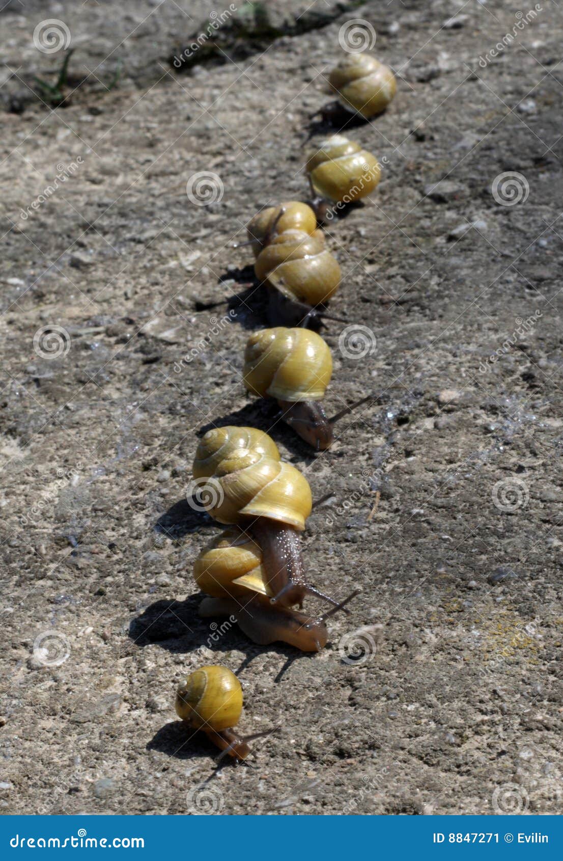 Snail Race stock image. Image of slug, love, nature, friend - 8847271