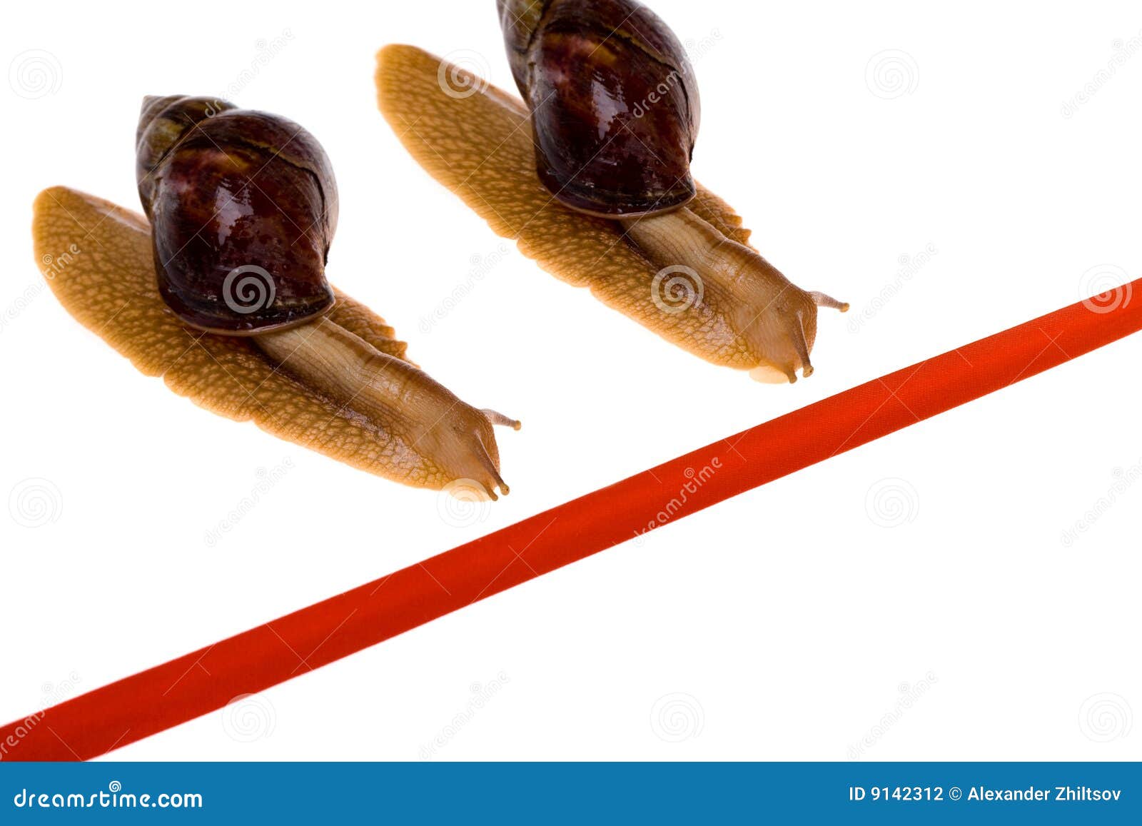 Snail race stock photo. Image of success, competition - 9142312