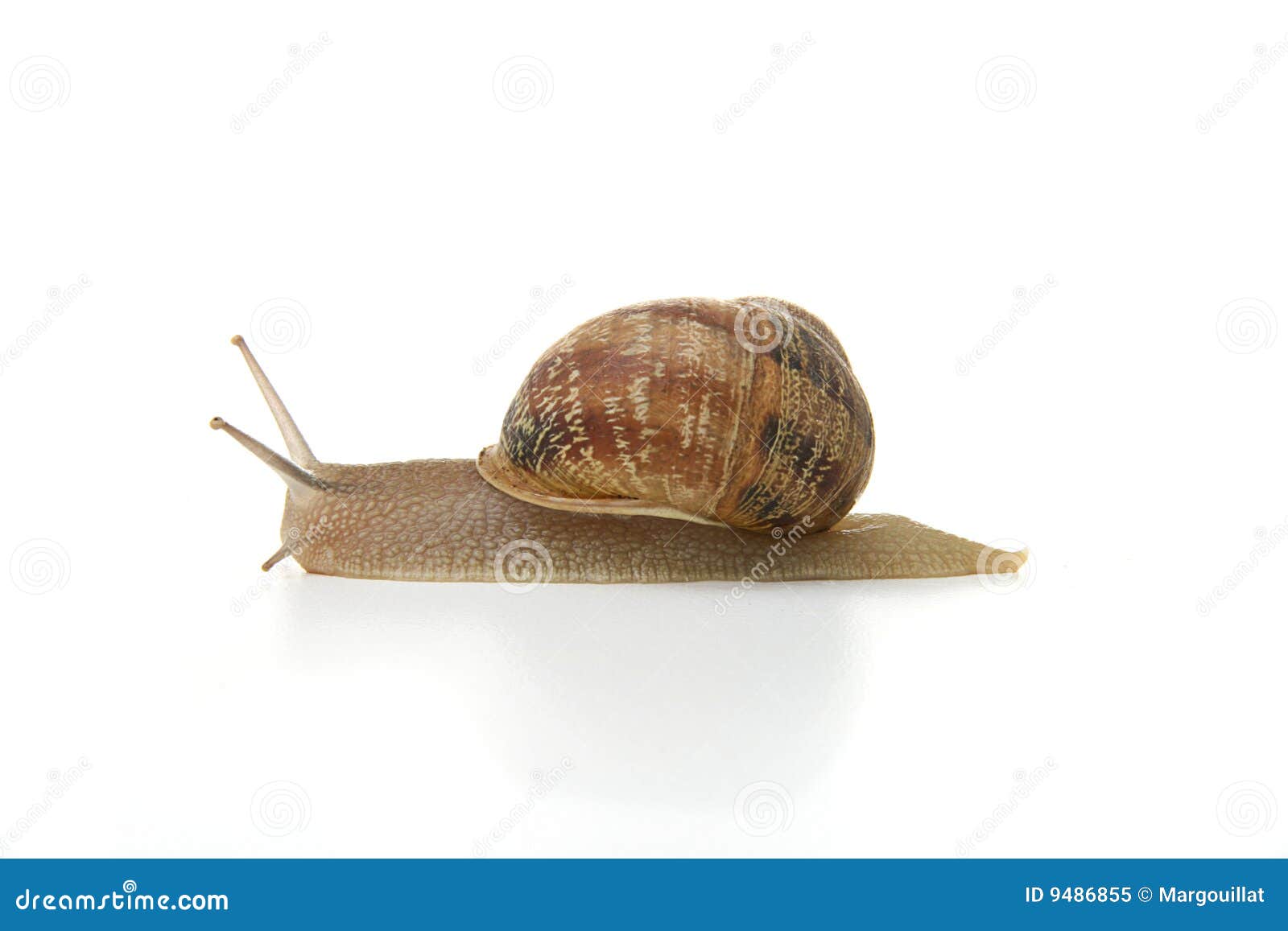 Snail race stock image. Image of food, animal, interviewed - 9486855