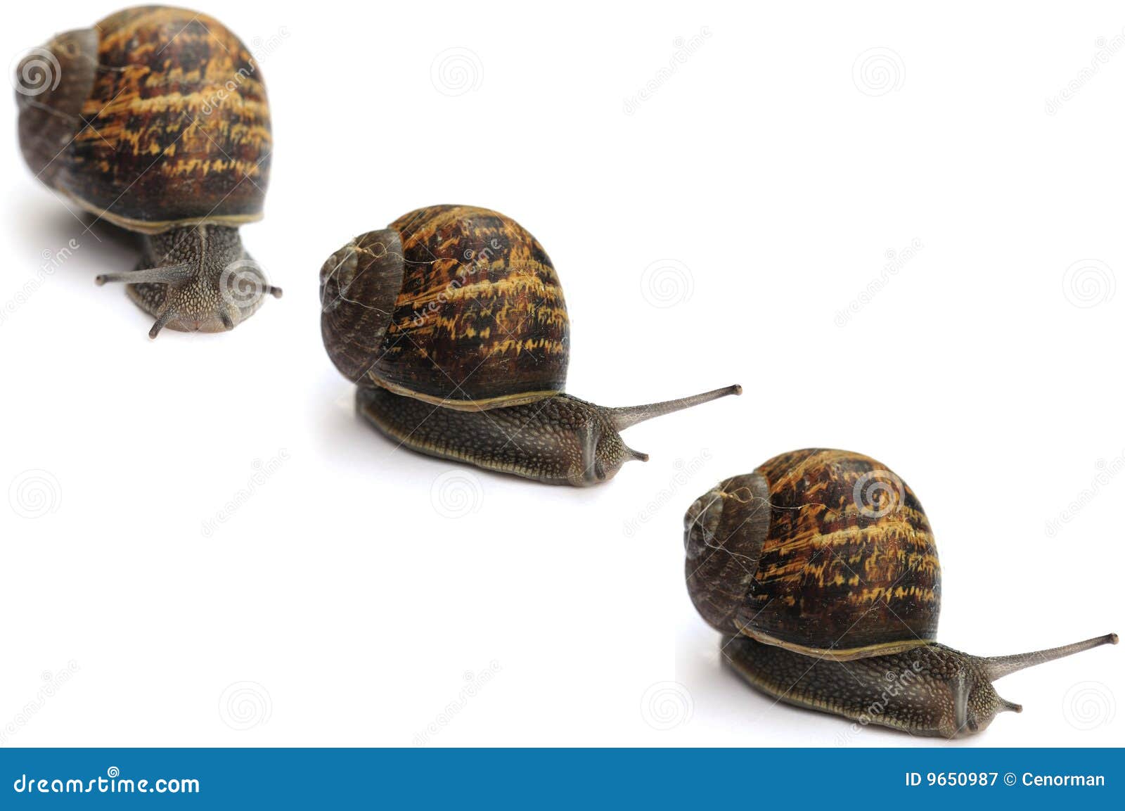 Snail race stock image. Image of wildlife, spiral, brown - 9650987