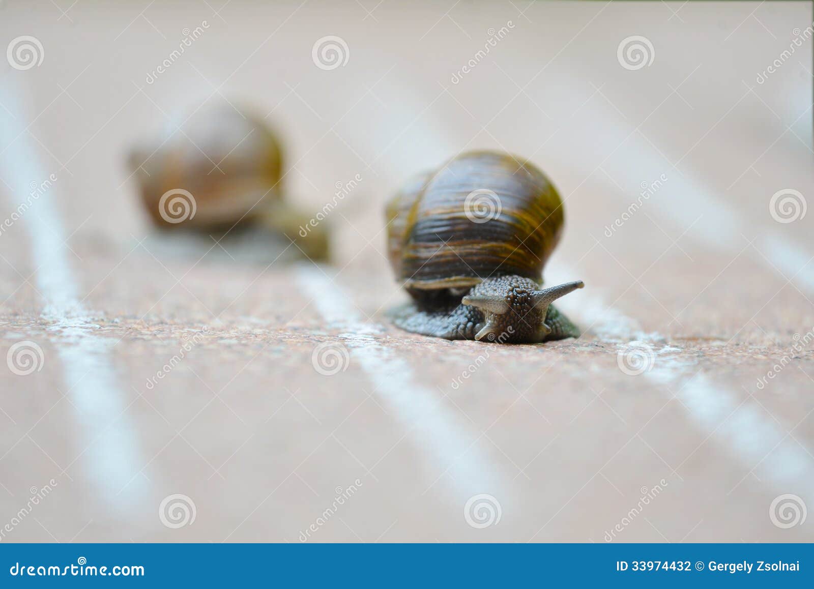 Snail Race- Which is Faster? Stock Photo - Image of effort, concept ...