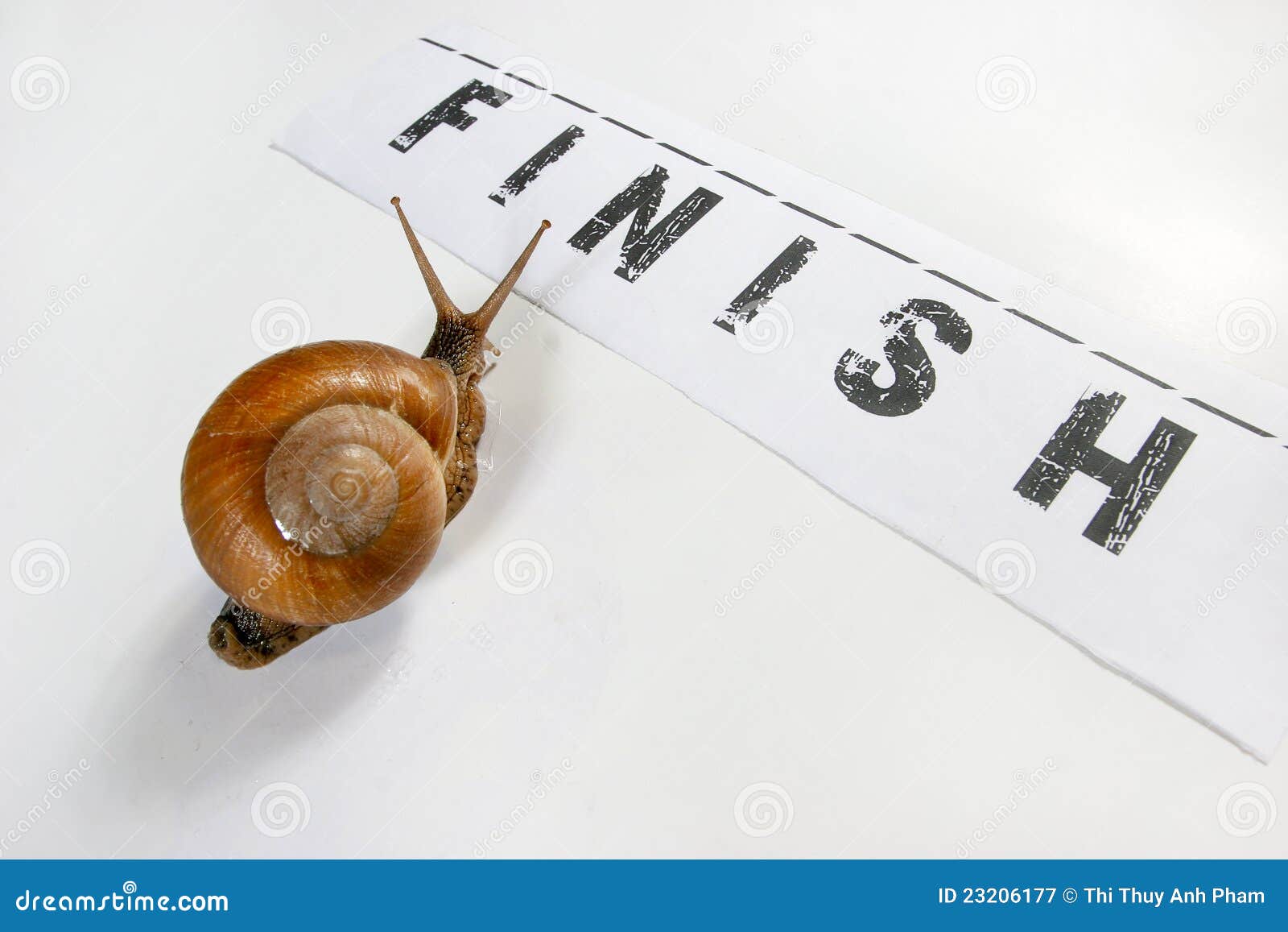 Snail racing stock image. Image of slimy, cute, slow - 23206177