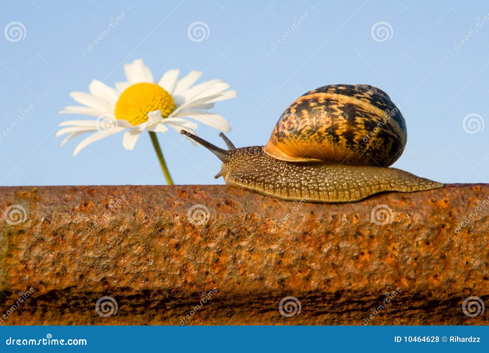 Snail on the Rail and Flower Stock Photo - Image of metaphor, metal ...