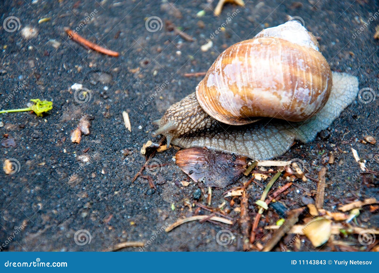 Snail after rain stock image. Image of nature, wildlife - 11143843