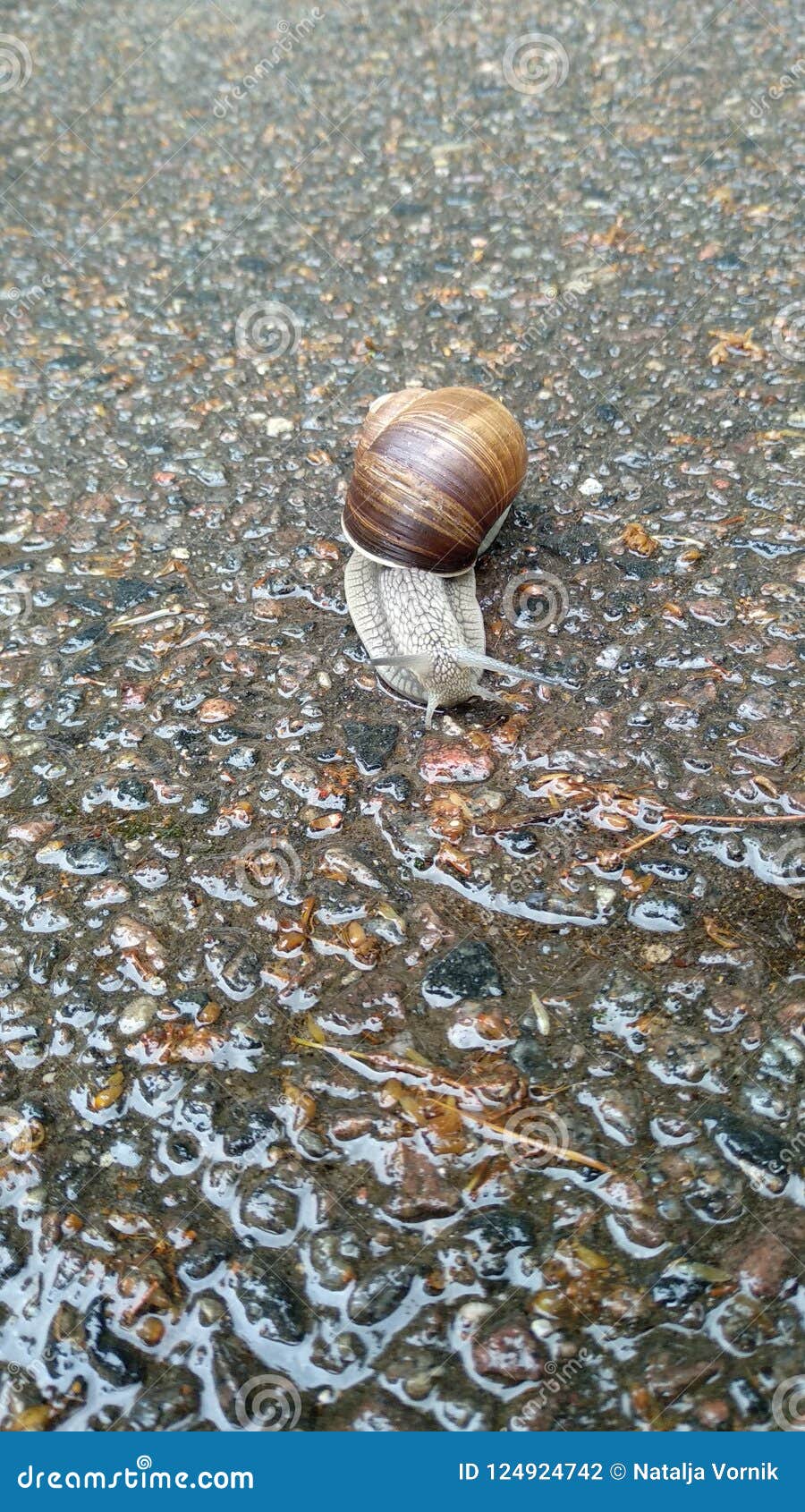 Snail stock photo. Image of animals, summer, rain, slow - 124924742