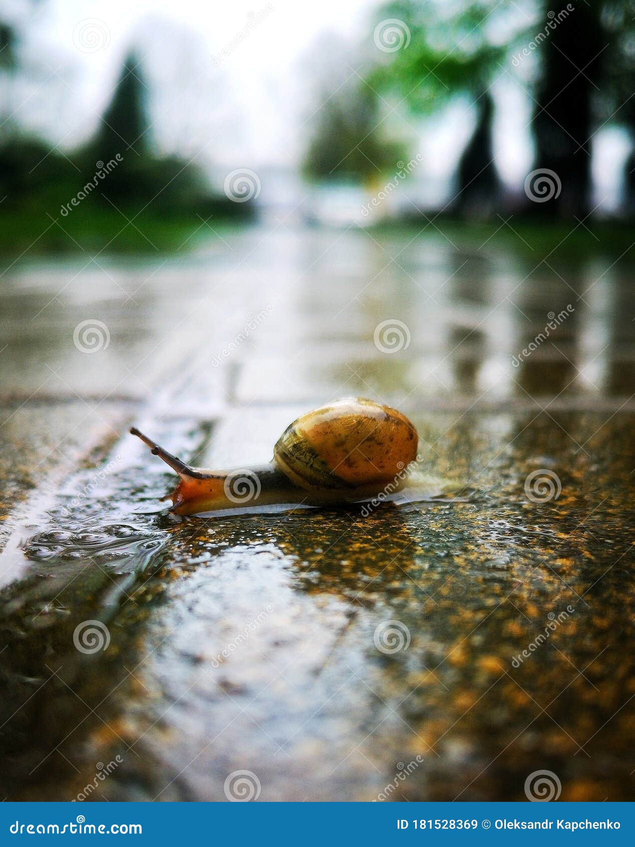 Snail in the Rain stock image. Image of animal, branch - 181528369
