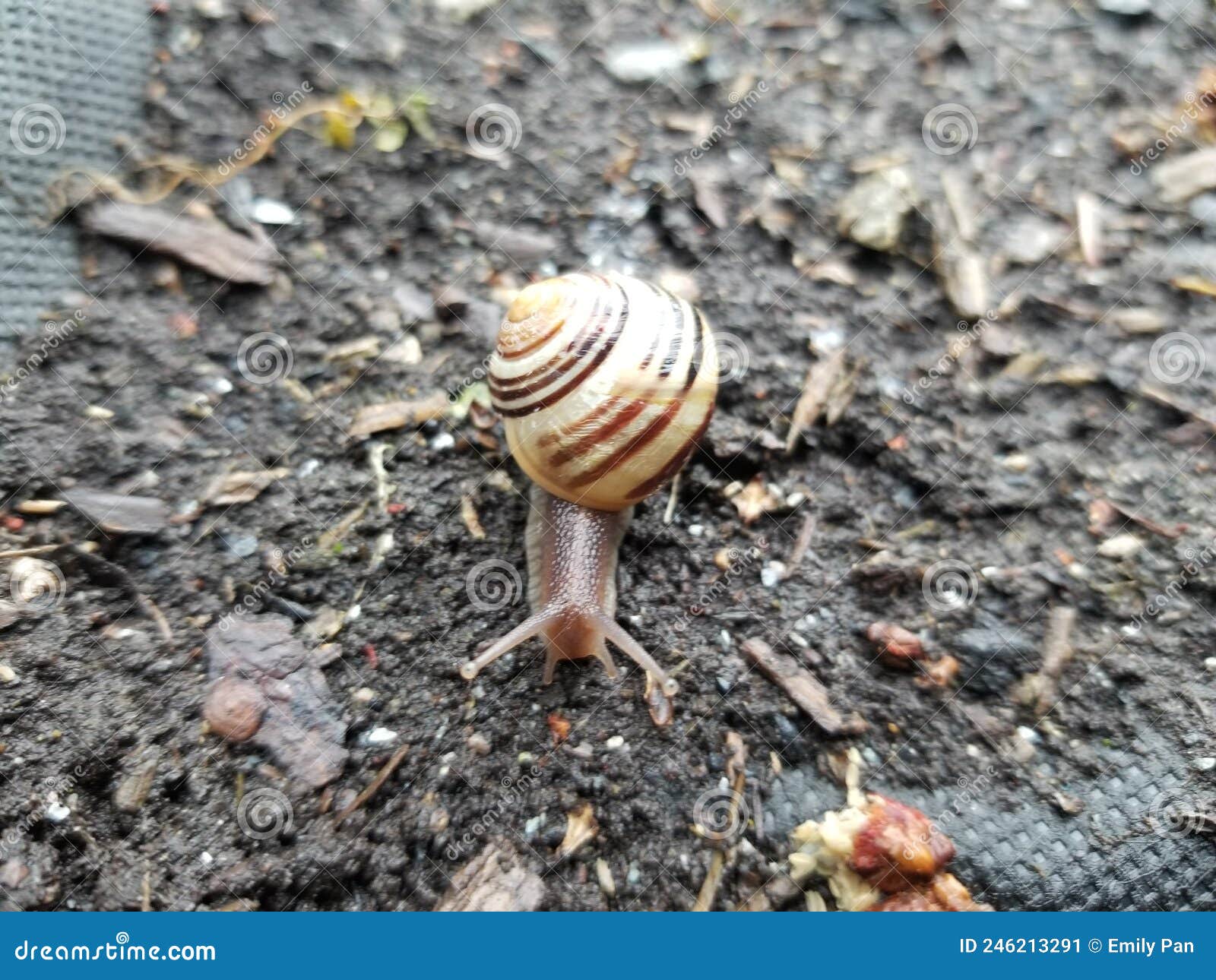 Snail in the Rain stock image. Image of nature, seafood - 246213291