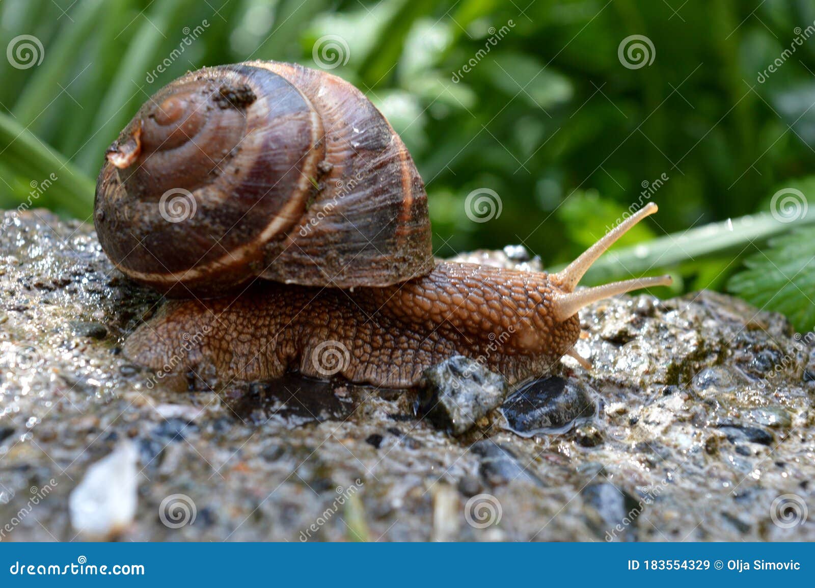 Snail after Rain on Concrete Stock Image - Image of horns, details ...