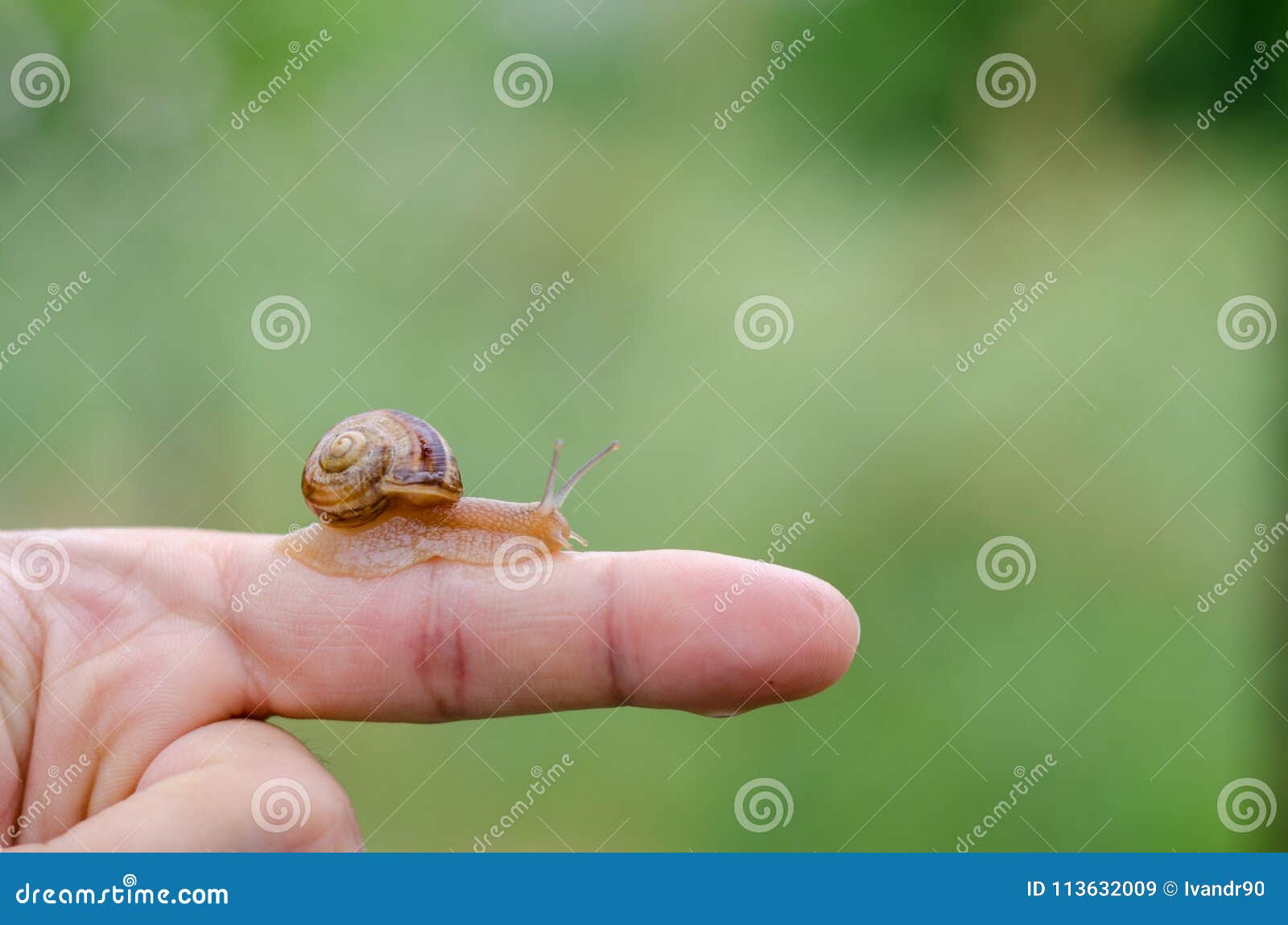 A Snail in the Rain, Snail in the Garden on the Finger Stock Image ...
