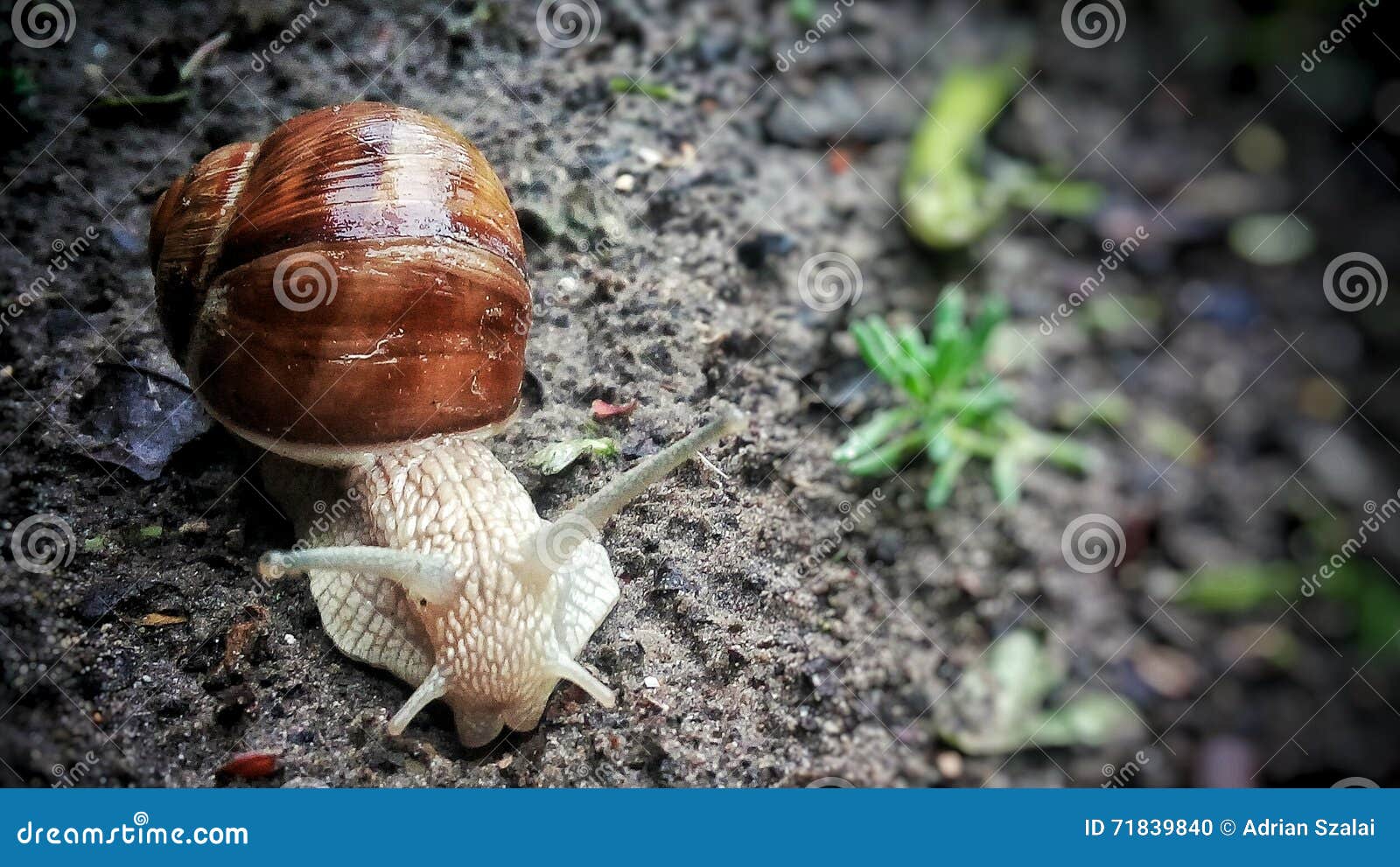 Snail after rain stock photo. Image of snail, house, spring - 71839840