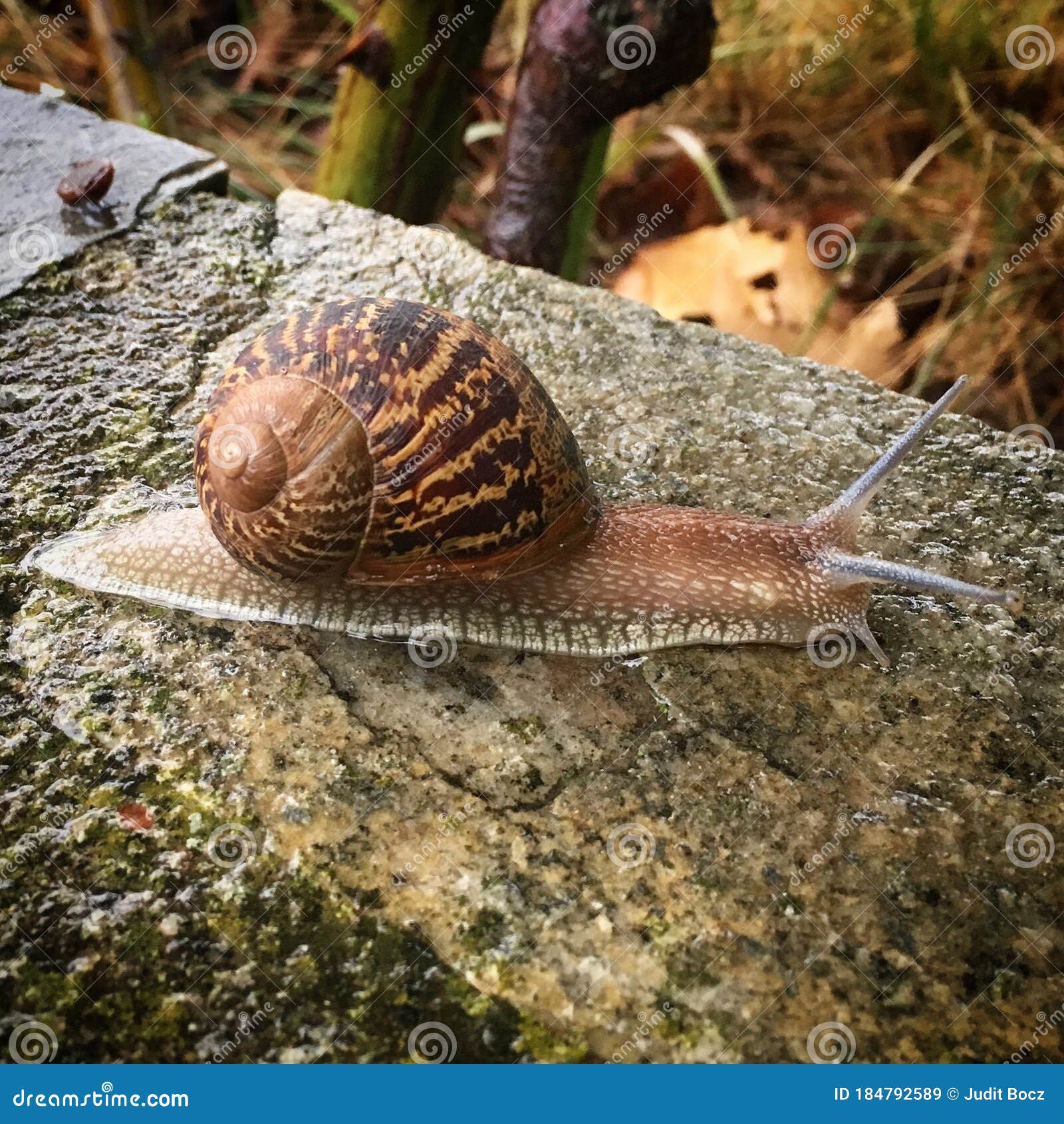 Snail after rain stock image. Image of snail, greece - 184792589