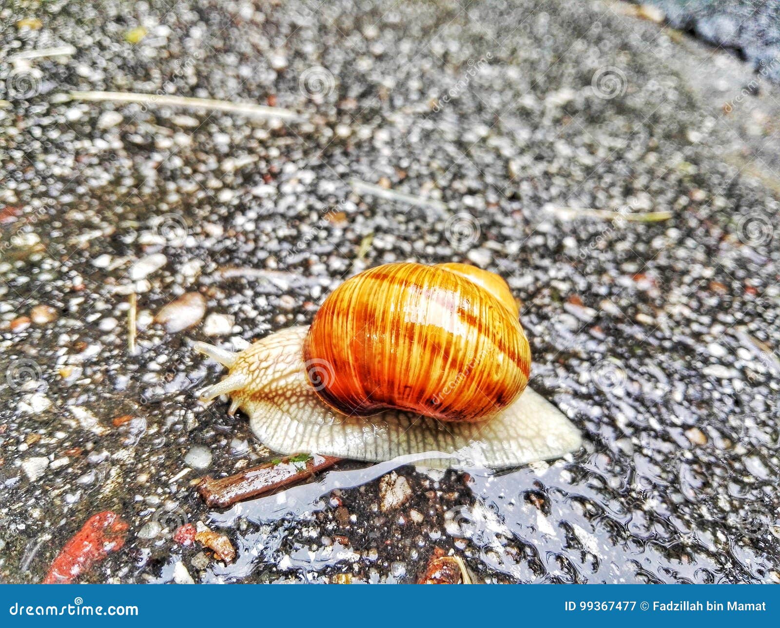 Snail after rain. editorial photography. Image of snail - 99367477