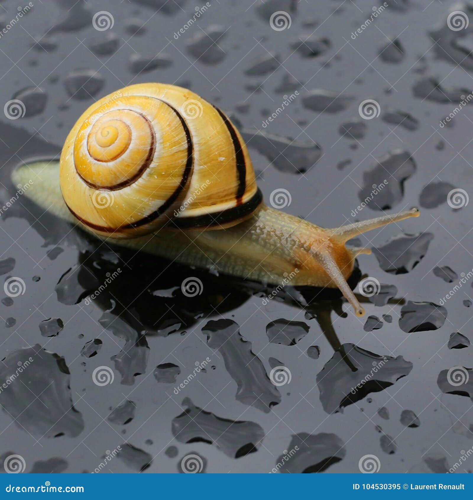 Snail after the rain stock image. Image of outside, escargot - 104530395