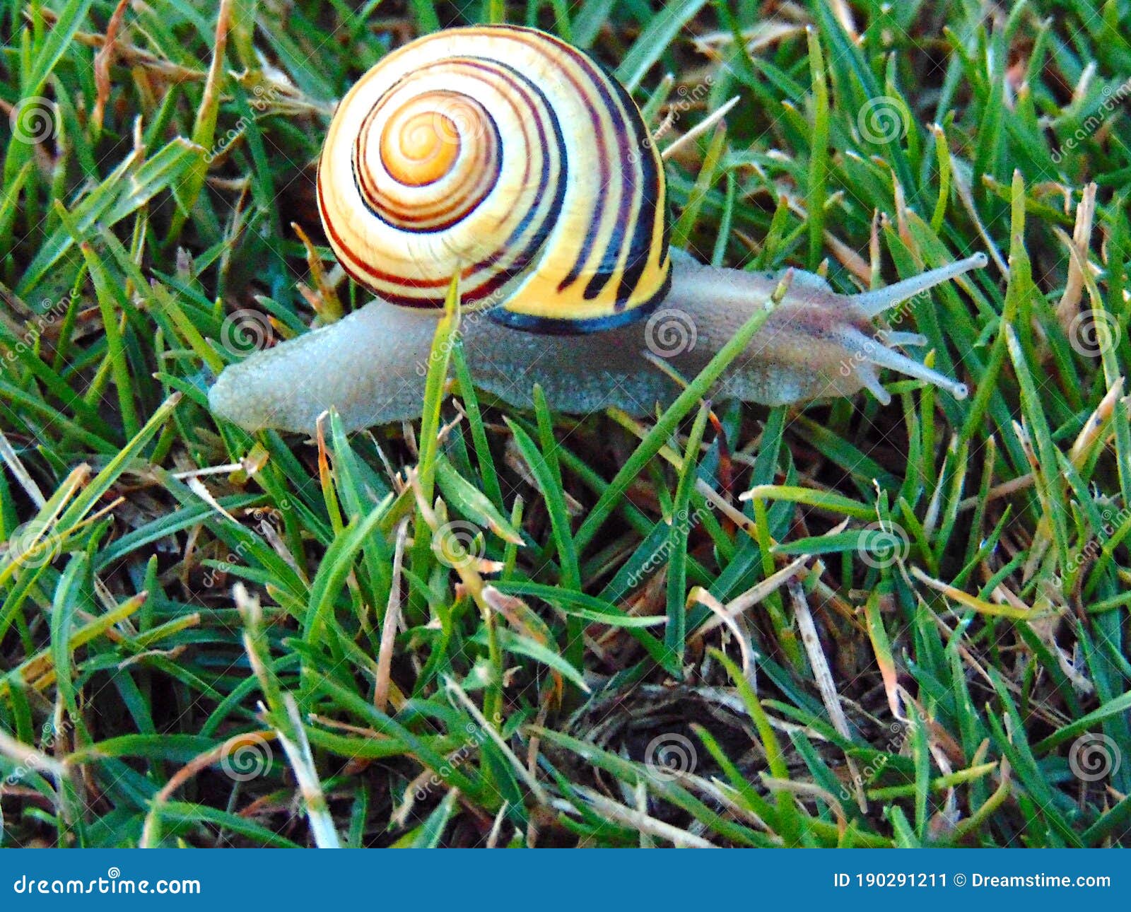 Snail after the rain stock image. Image of goldfinch - 190291211
